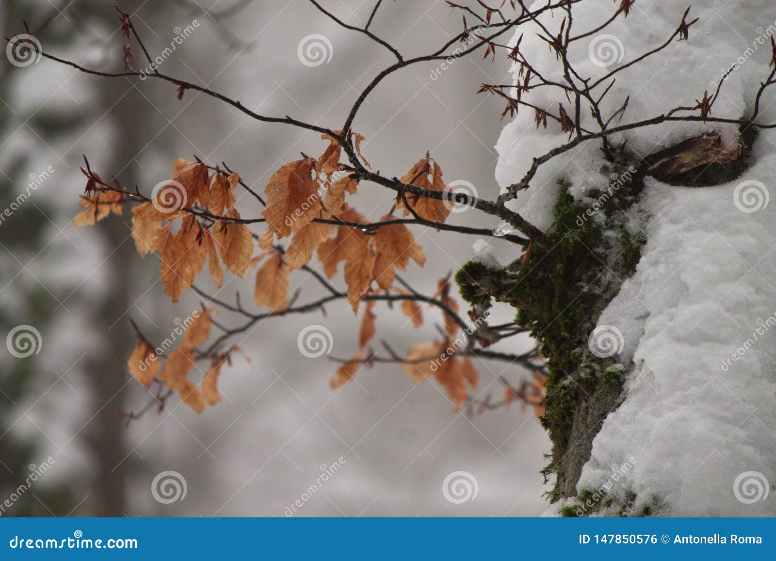 Leaves on snowy tree stock photo. Image of wood, cold - 147850576