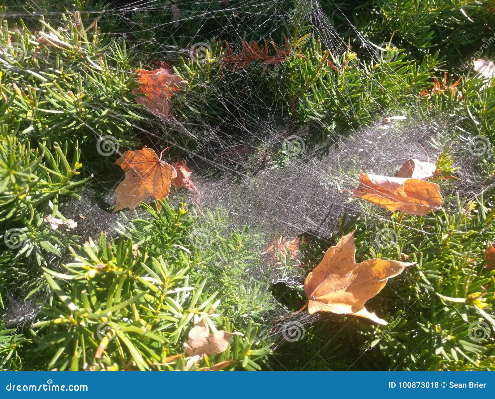 Leaves Of Spider Lily Tree Stock Photo | CartoonDealer.com #48370440