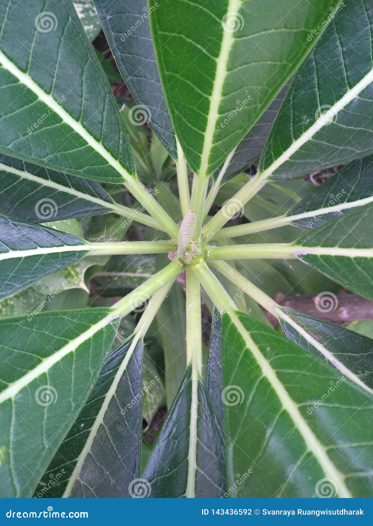 The Leaves Spread Out from the Center. Stock Photo - Image of leaves ...