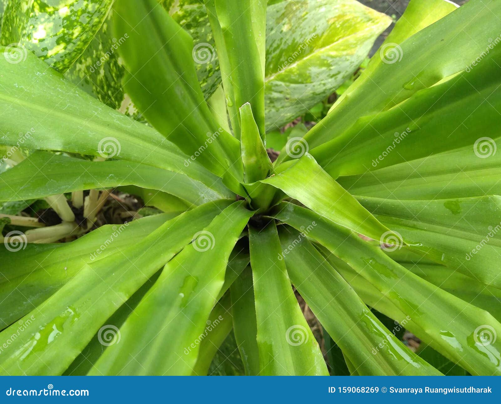 The Leaves Spread Out from the Point of Center. Stock Image - Image of ...
