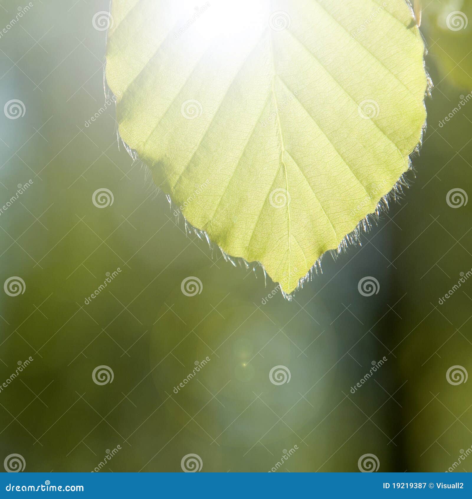 Leaves in spring stock image. Image of close, natural - 19219387