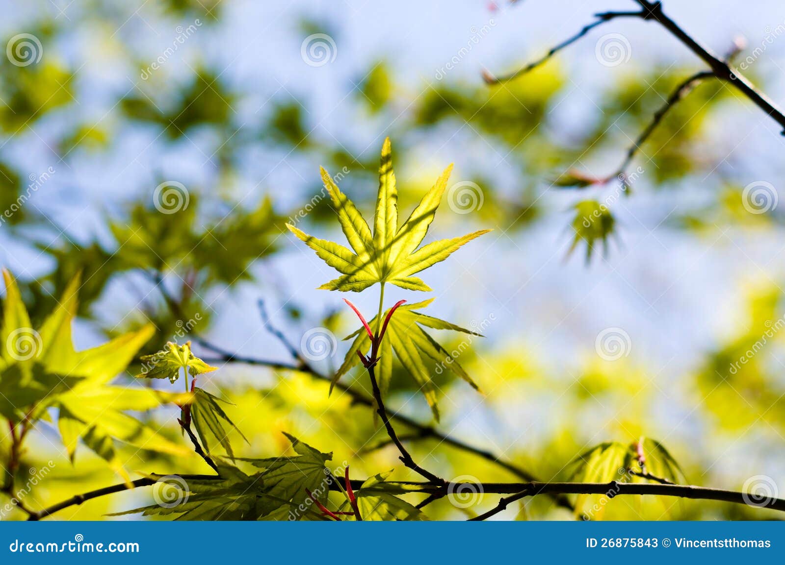 Leaves in Spring stock image. Image of outdoors, outside - 26875843