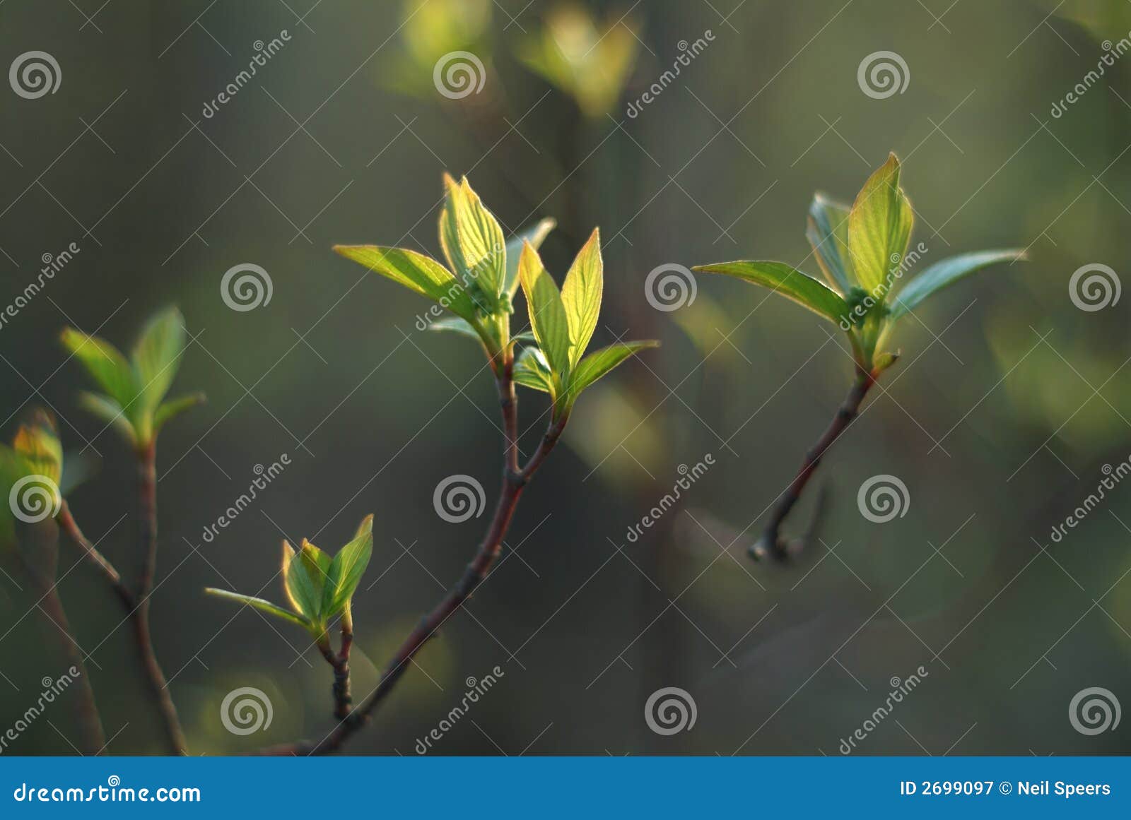 Leaves in spring stock image. Image of spring, trees, branches - 2699097