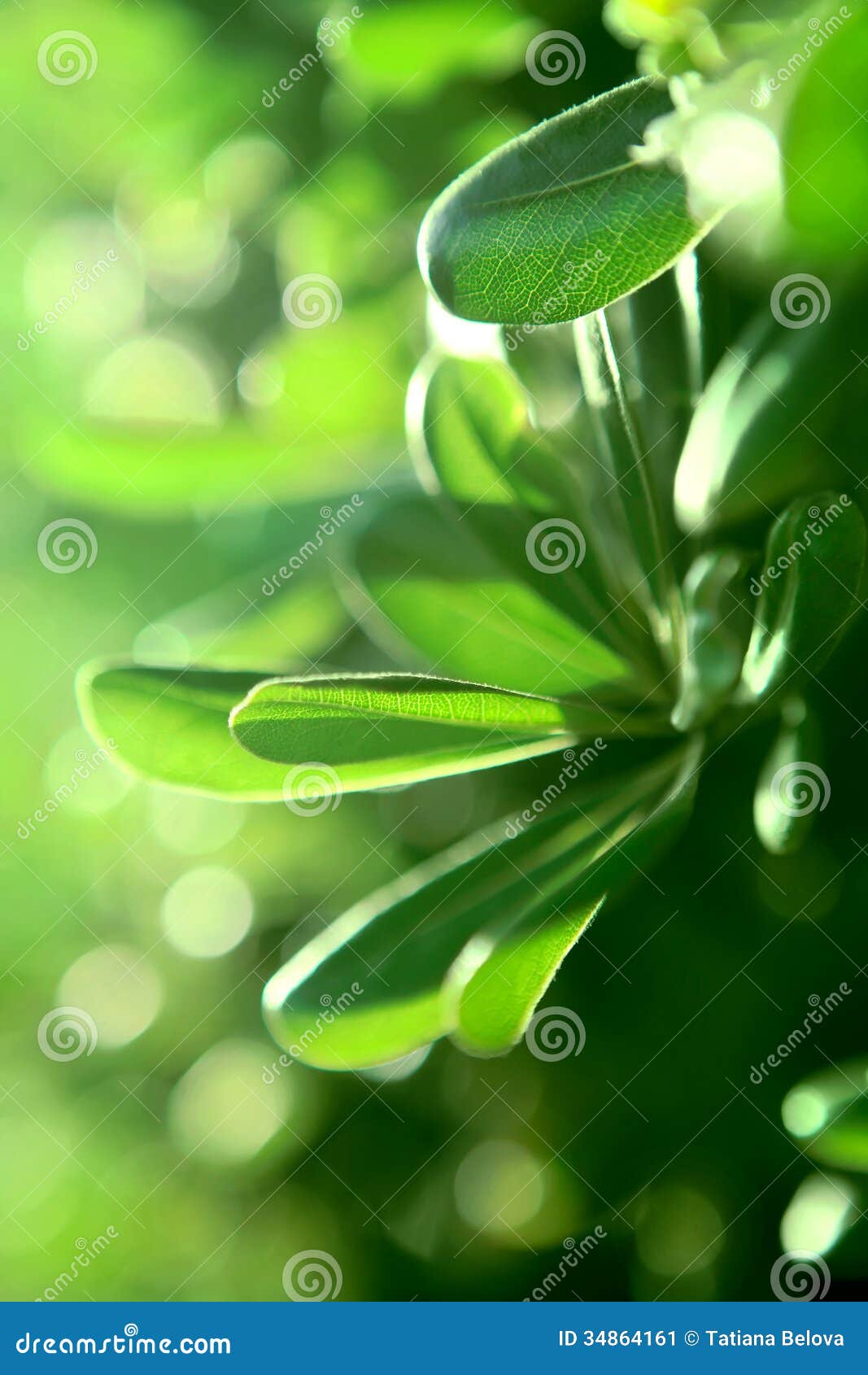 Leaves on Spring Background Stock Image - Image of vibrant, sunlight ...