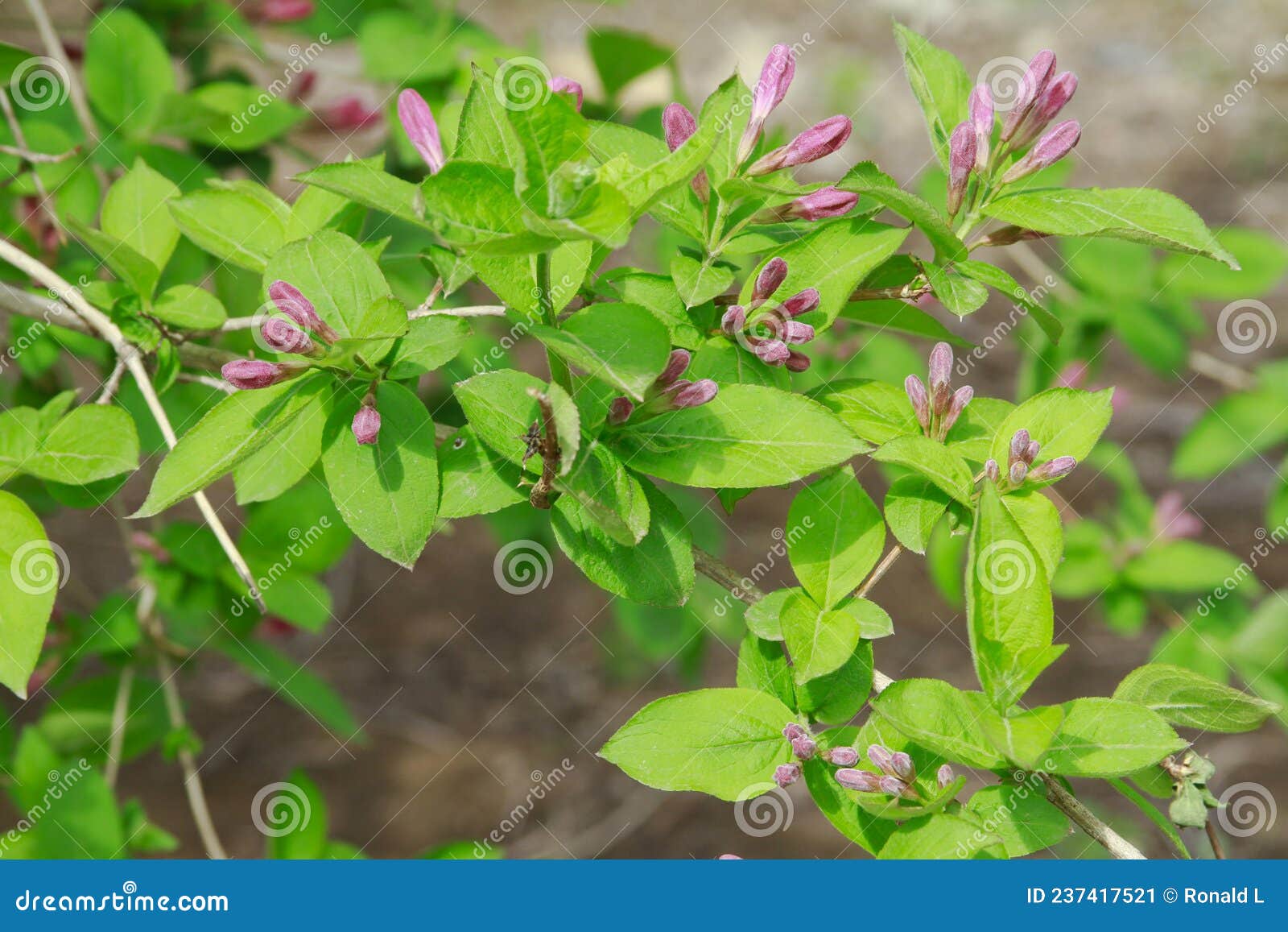 Leaves and Spring Flowers Texture Background Stock Image - Image of ...