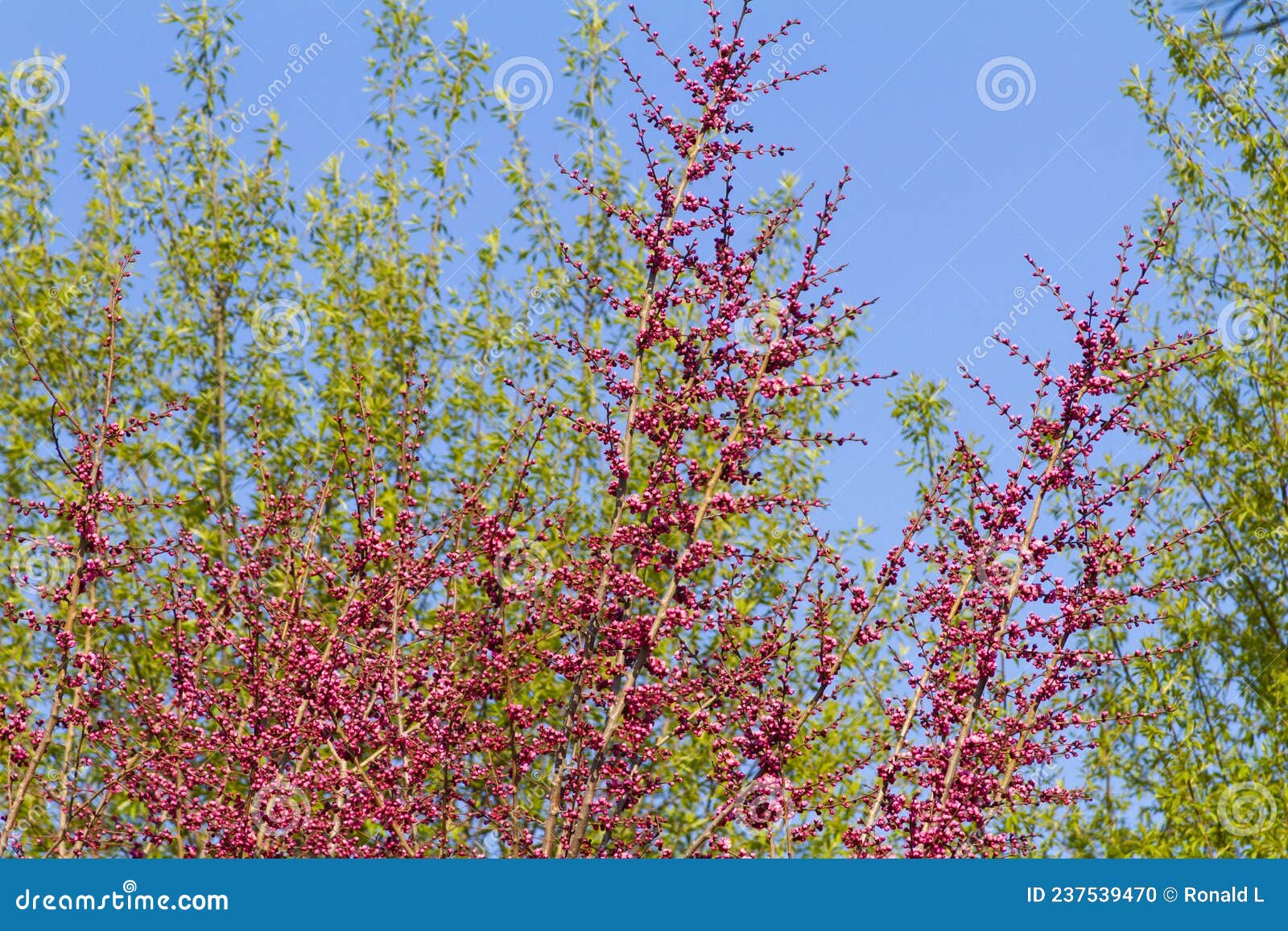 Leaves and Spring Flowers Texture Background Stock Photo - Image of ...