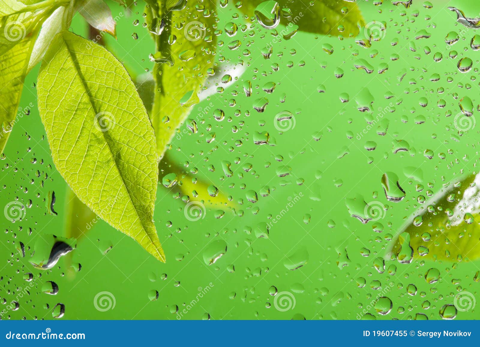 Leaves after spring rain stock image. Image of garden - 19607455
