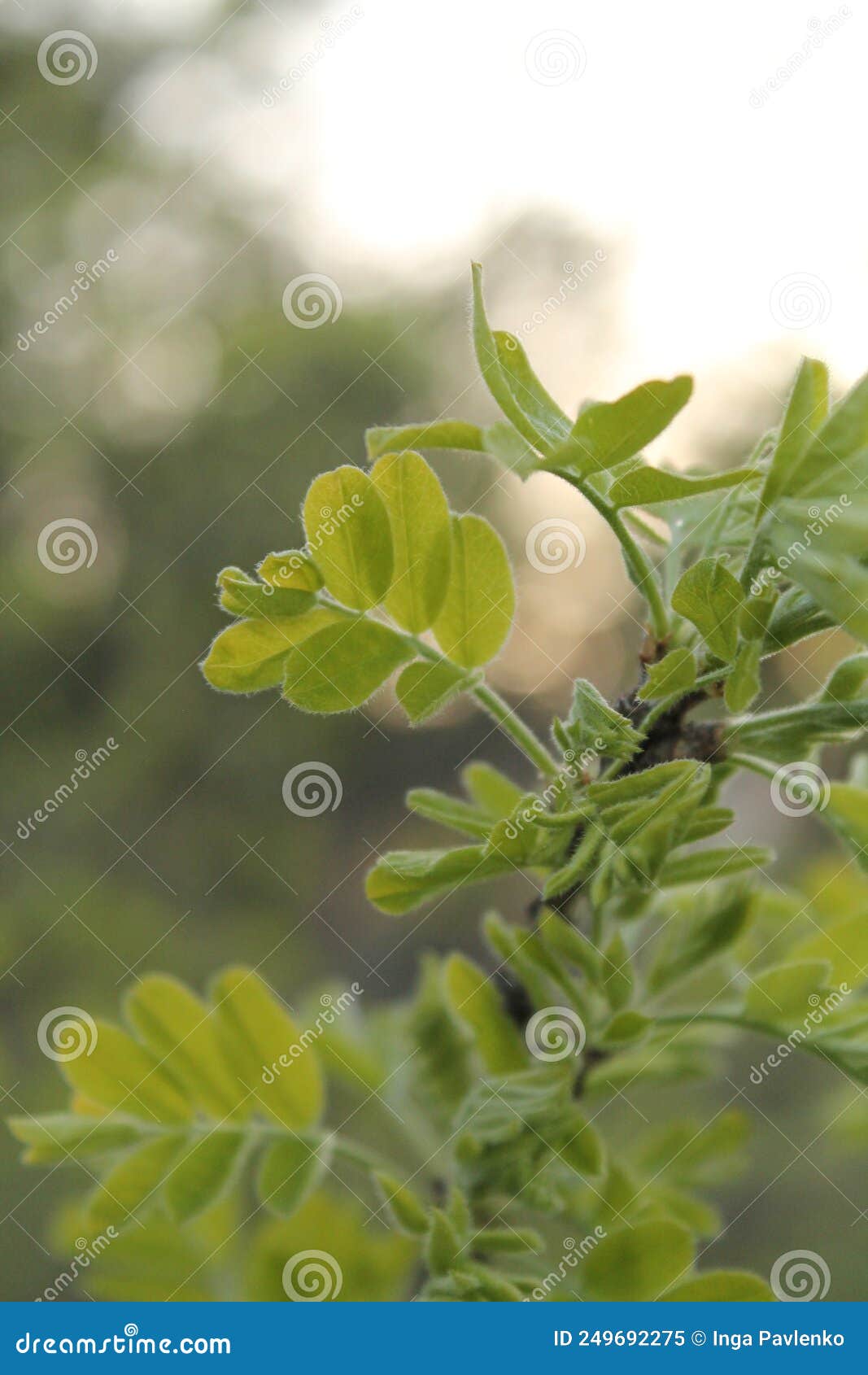 Leaves on a spring tree stock image. Image of acacia - 249692275