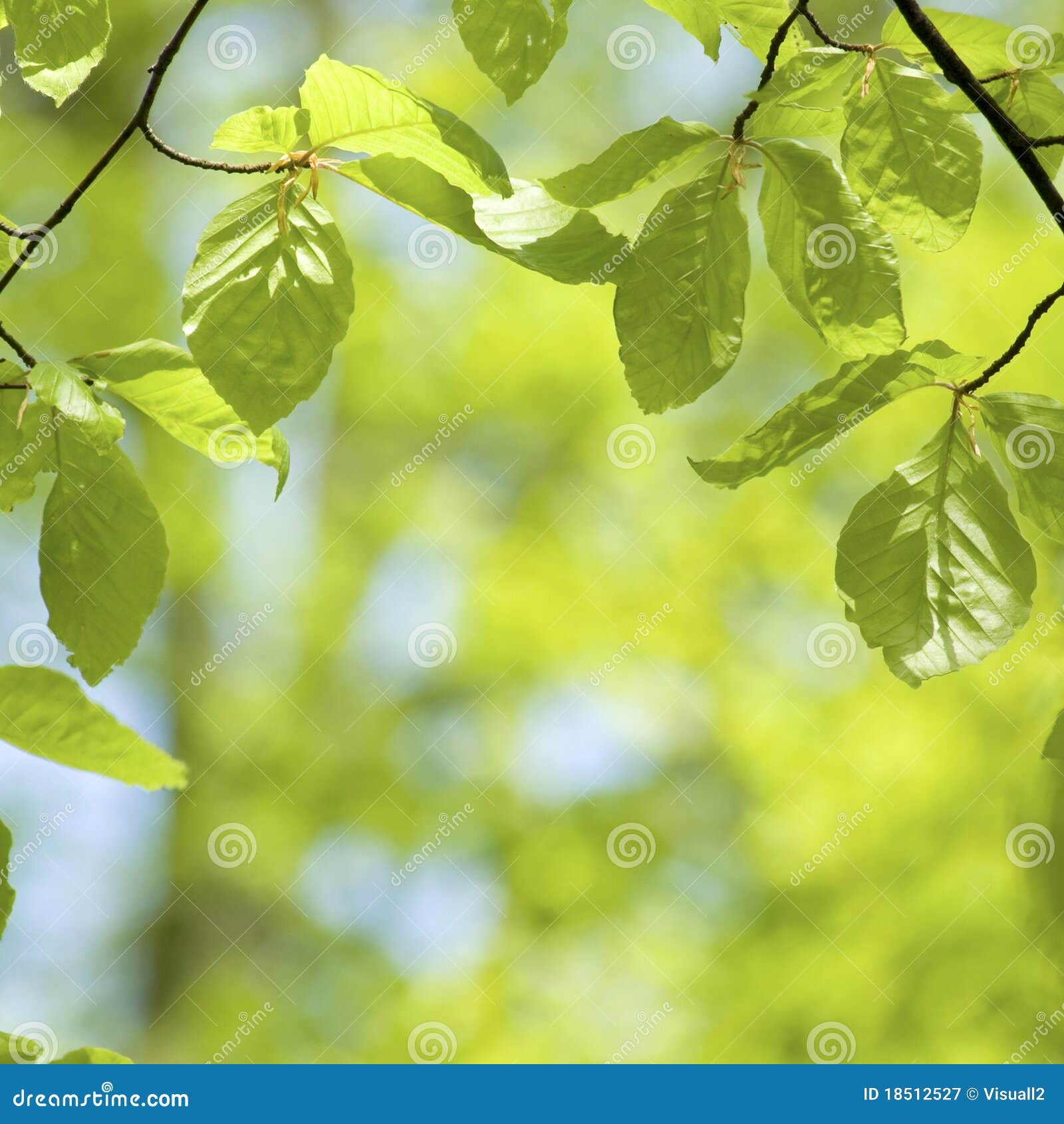 Leaves in springtime stock image. Image of branches, organic - 18512527