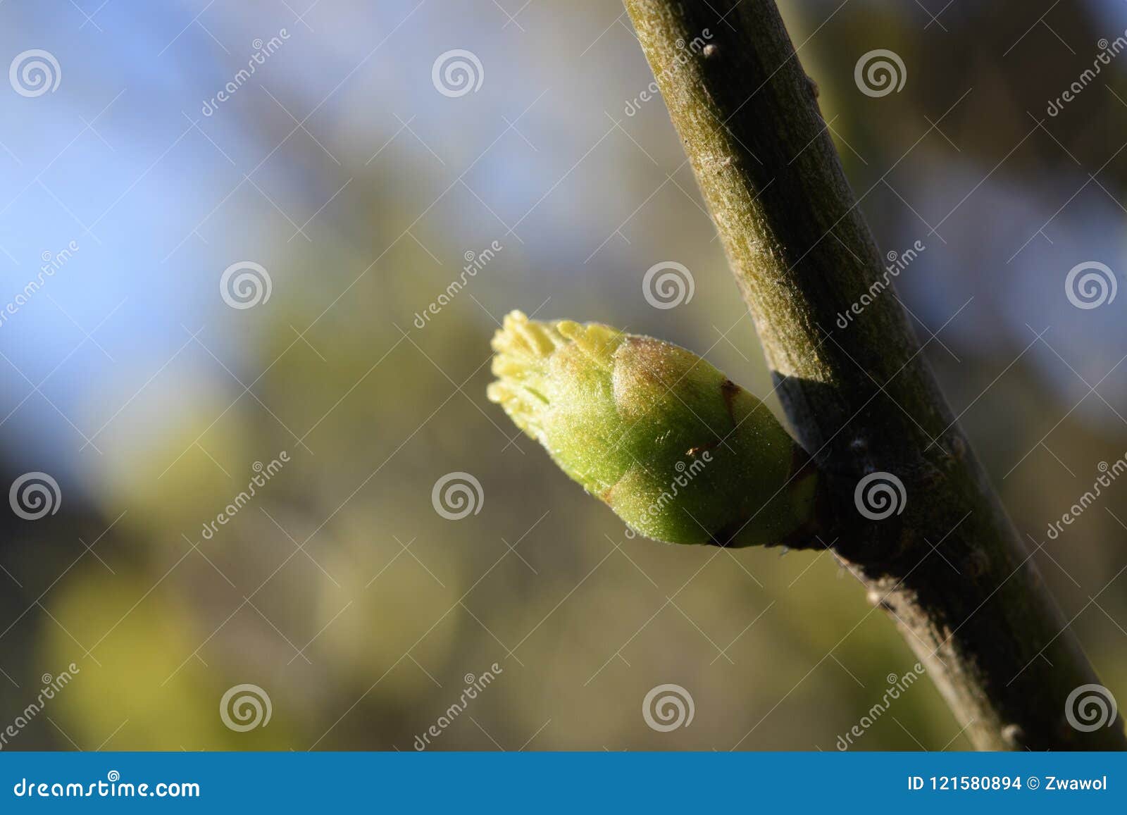Leaves sprout on a tree stock photo. Image of plants - 121580894