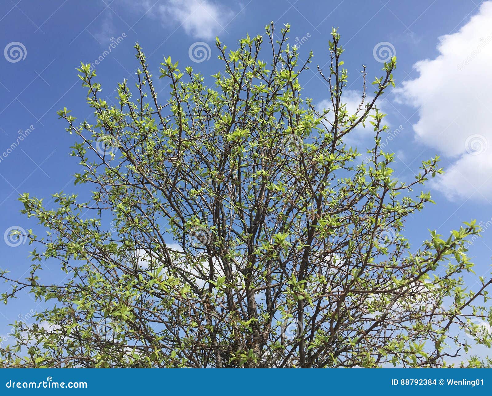 Leaves Sprouting From A Tree Stock Photo | CartoonDealer.com #88792350