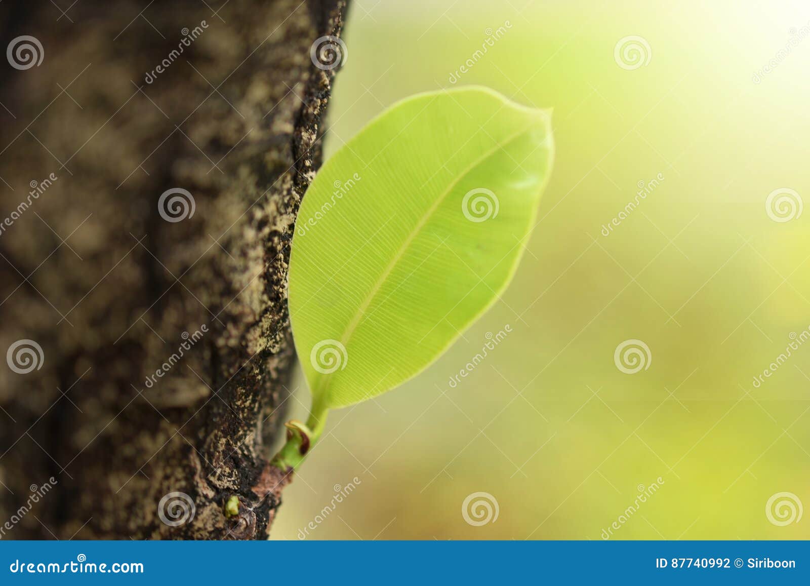 Leaves Sprouting From A Tree Stock Photo | CartoonDealer.com #88792350