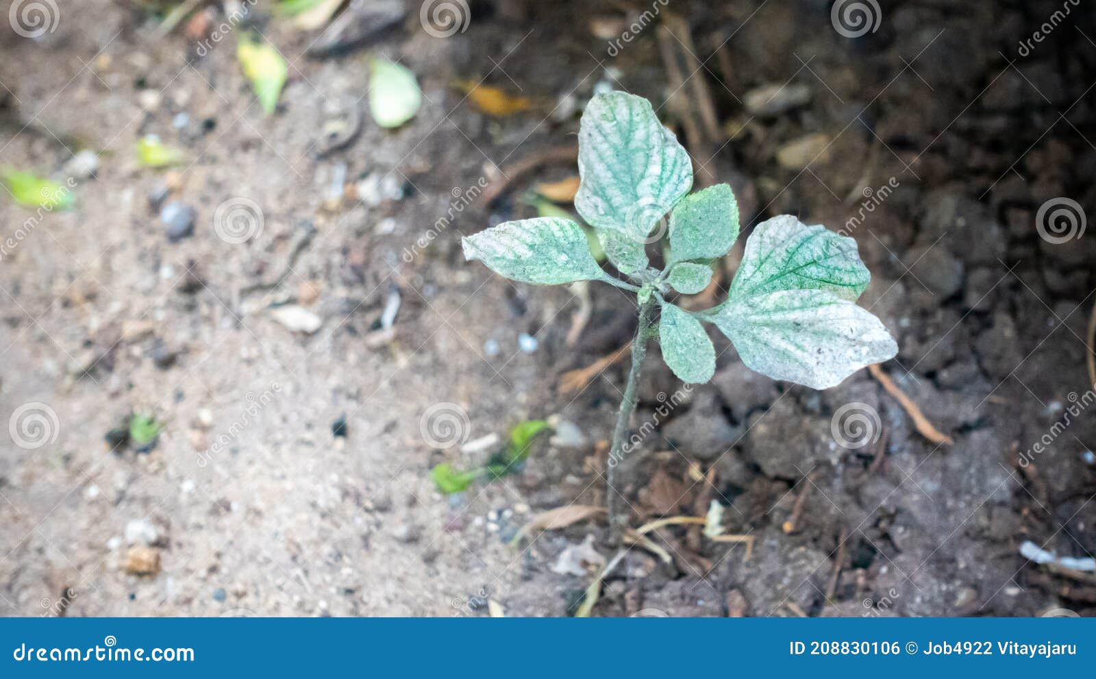 Leaves Sprouting From A Tree Stock Photo | CartoonDealer.com #88792350