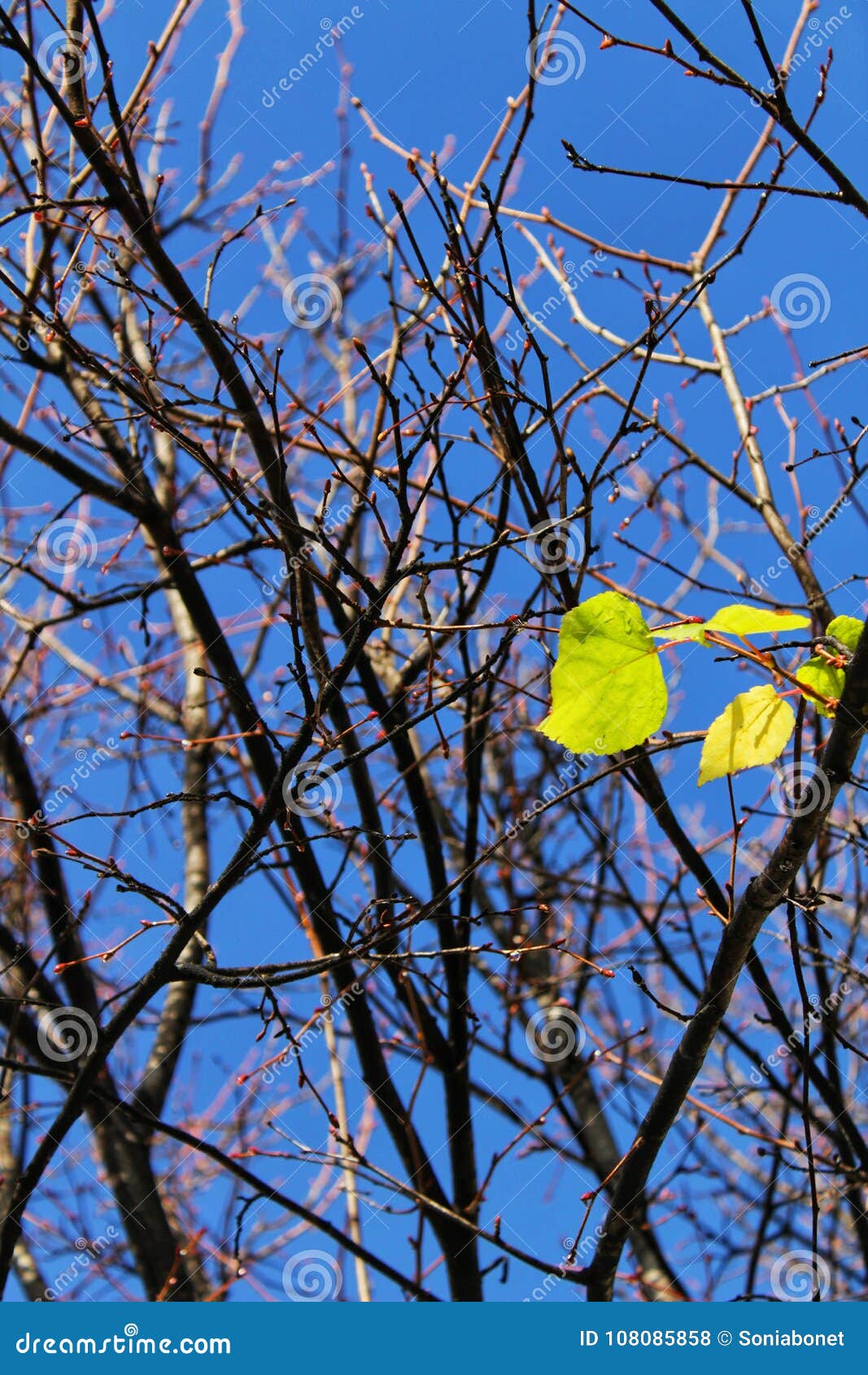 Leaves sprouting on tree stock photo. Image of green - 108085858