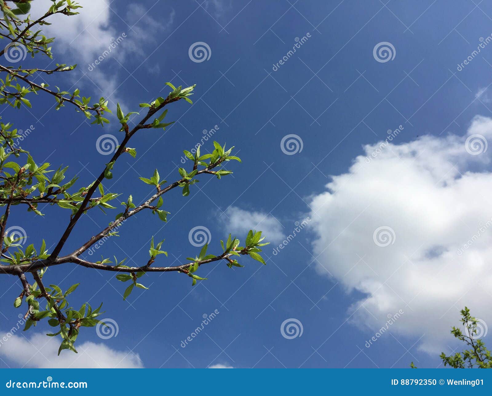 Leaves Sprouting from a Tree Stock Photo - Image of green, grow: 88792350