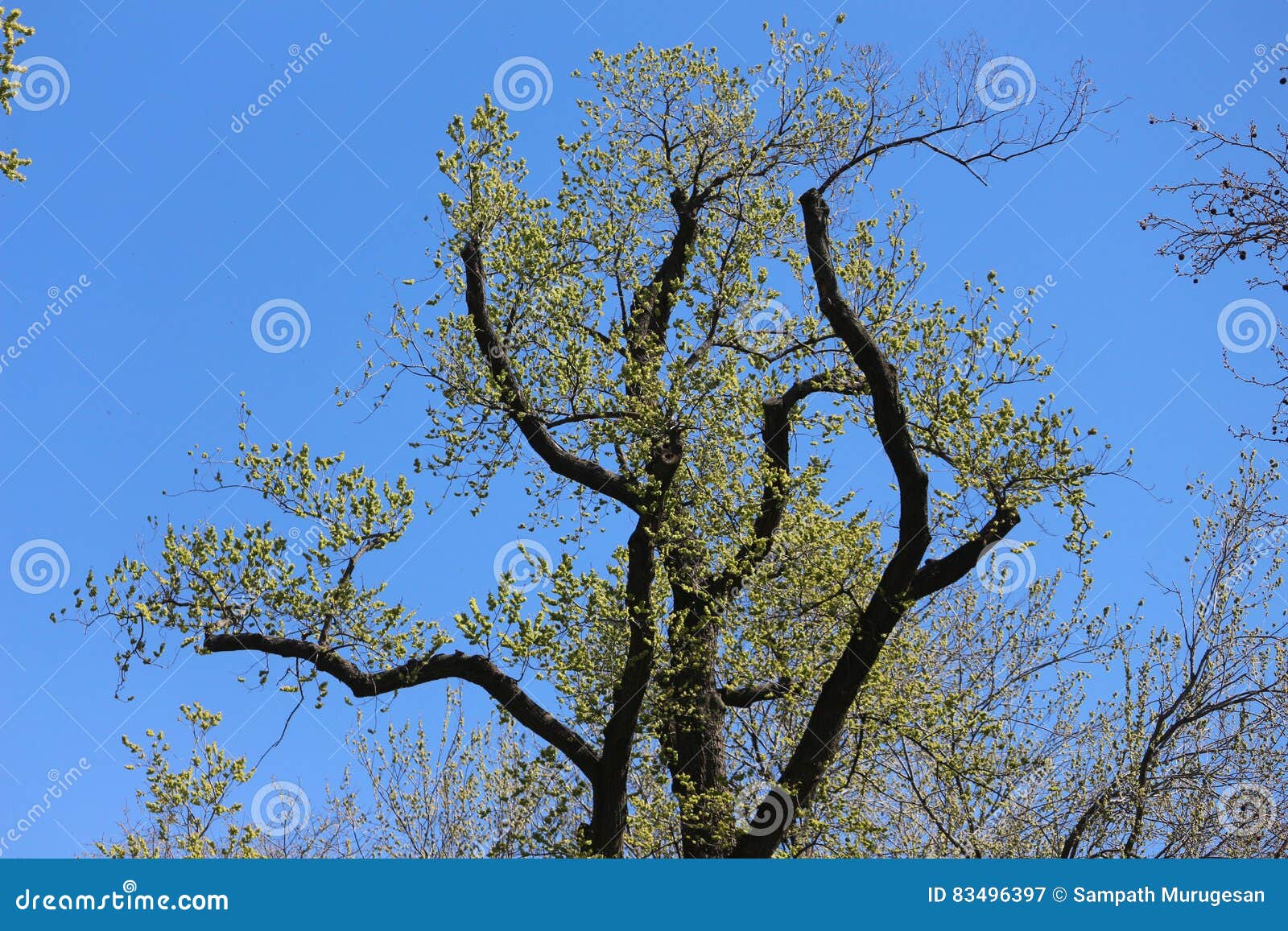 Leaves Starting To Bloom Out Tree in Spring Stock Image - Image of ...