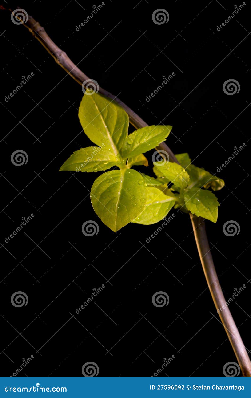 Leaves on stem stock photo. Image of green, background - 27596092