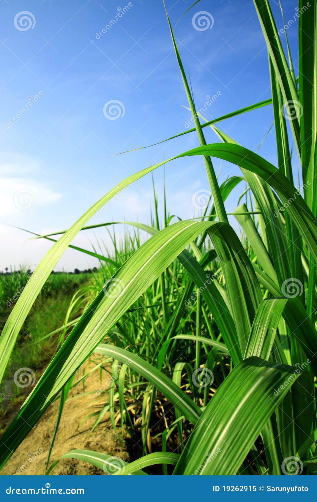 Leaves and stems sugarcane stock image. Image of leaves - 19262915