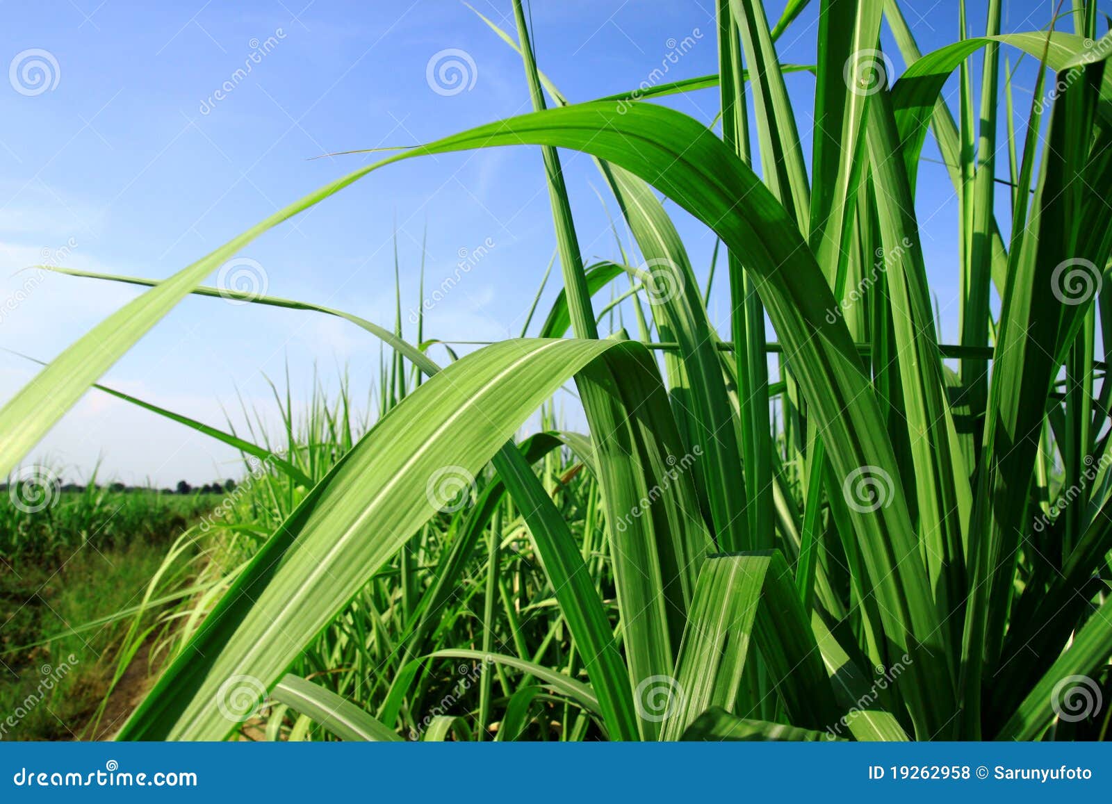 Leaves and stems sugarcane stock photo. Image of flora - 19262958