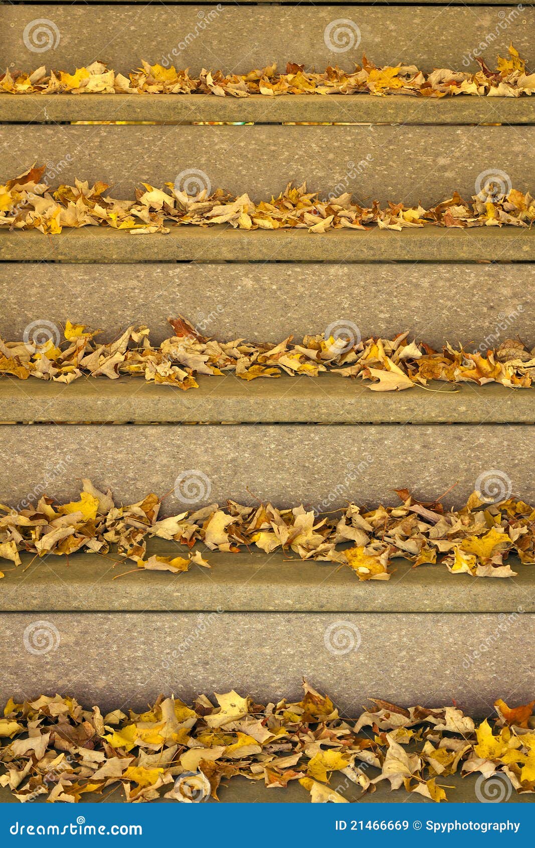 Leaves The Steps Royalty-Free Stock Image | CartoonDealer.com #102752440