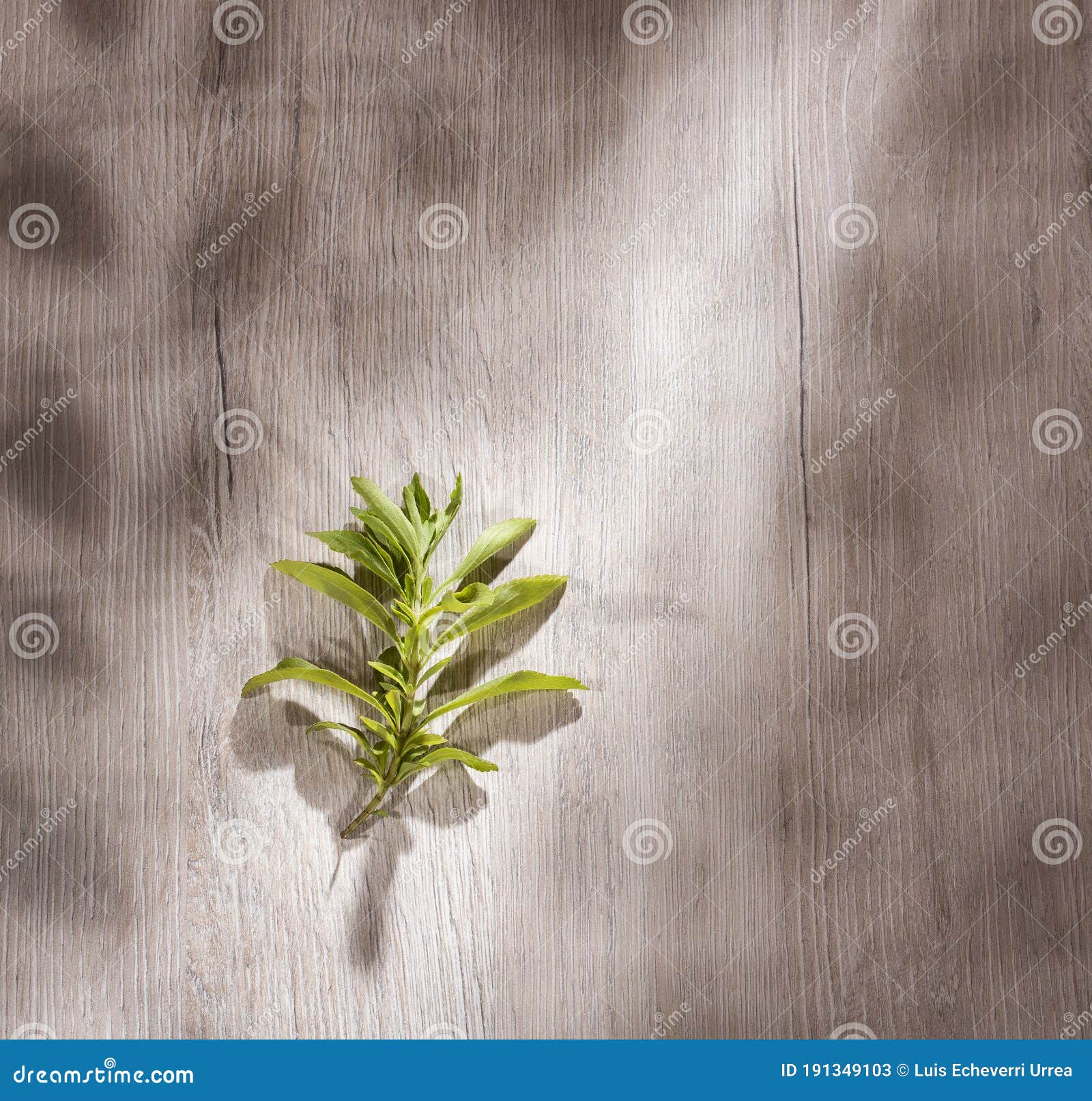 Leaves of the Stevia Plant - Stevia Rebaudiana Stock Image - Image of ...