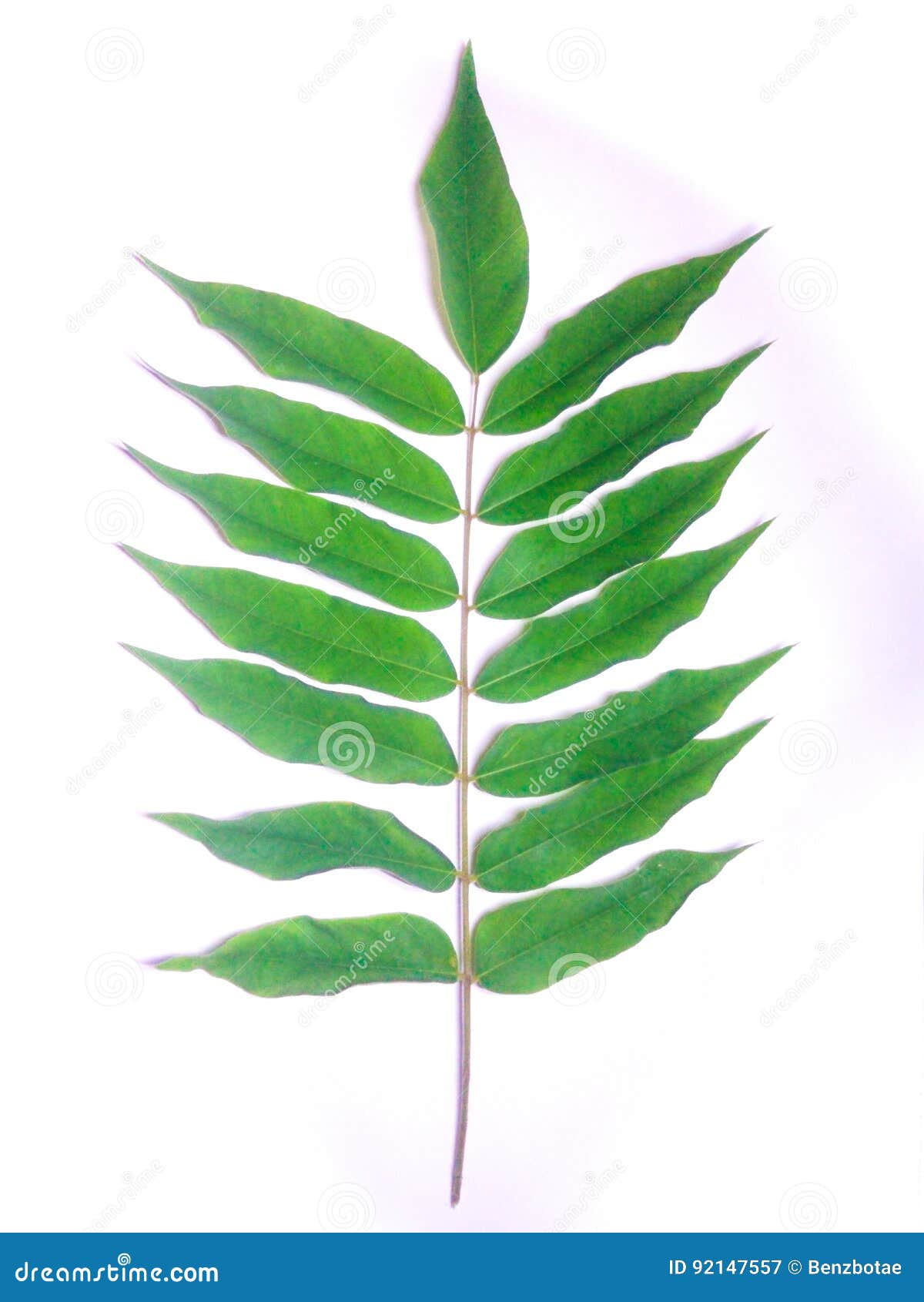 Leaves and sticks stock image. Image of branch, leaf - 92147557