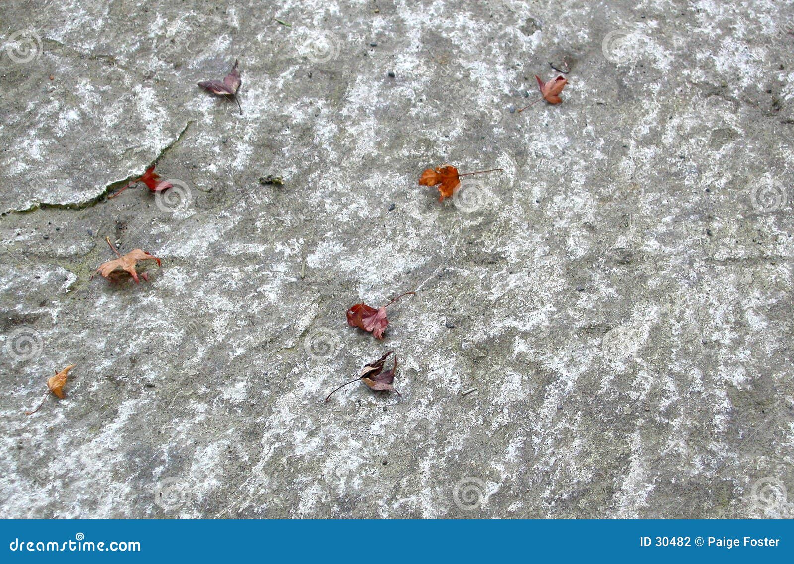 Leaves on Stone stock photo. Image of dirt, rock, garden - 30482