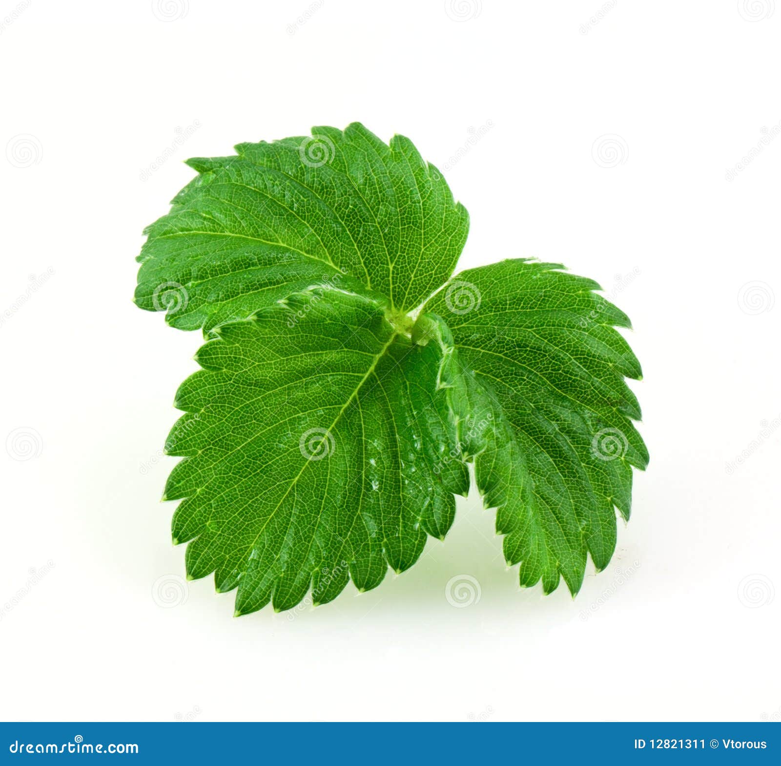 Leaves of strawberry stock image. Image of strawberry - 12821311