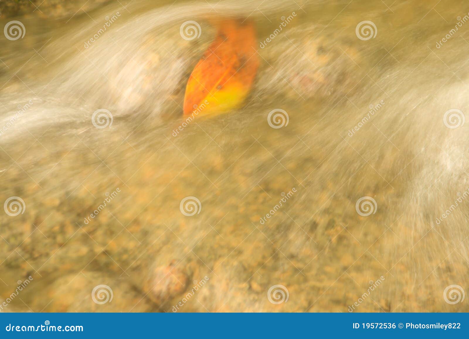 Leaves the stream stock photo. Image of fresh, brown - 19572536