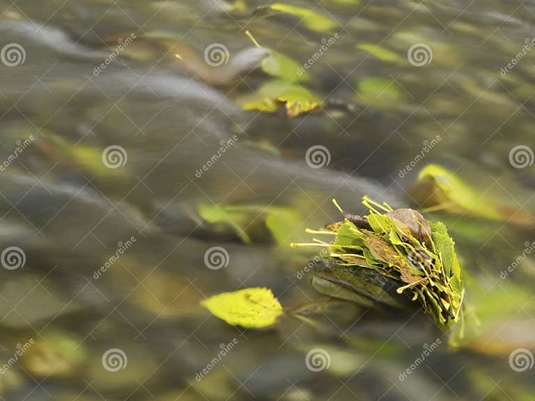 Leaves in a stream stock image. Image of autumn, stream - 7248745