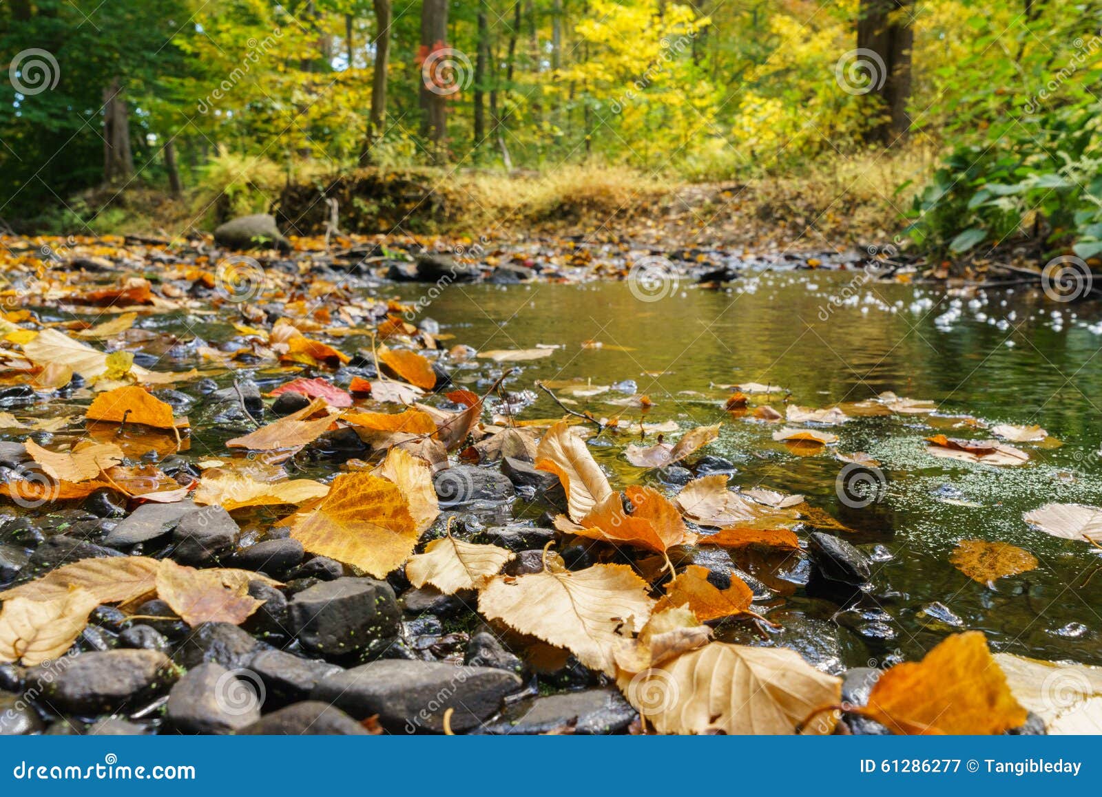 Leaves on Stream Water, Autumn Stock Image - Image of rotting, organic ...