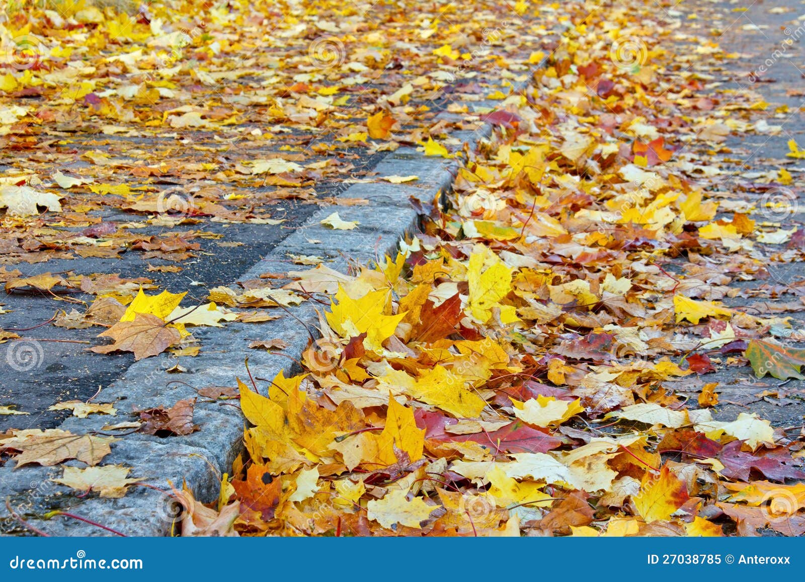 Leaves on the street stock image. Image of leaf, yellow - 27038785