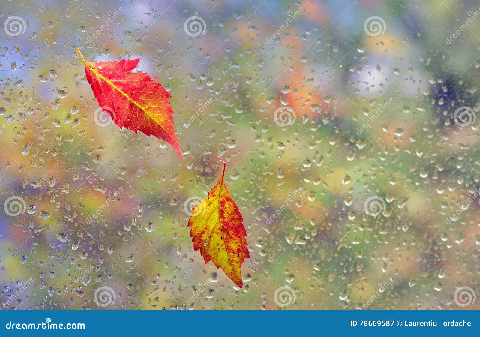 Leaves stuck to the window stock image. Image of nature - 78669587