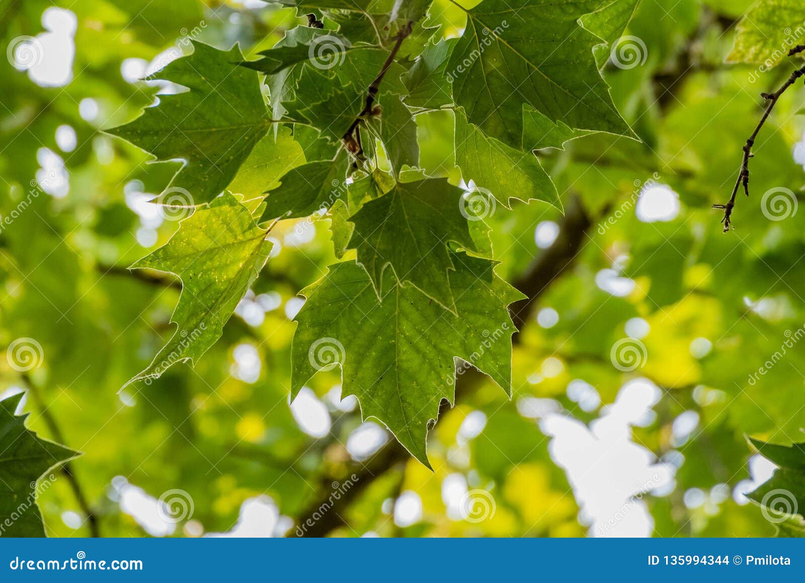 Leaves of Summer stock photo. Image of leaves, flora - 135994344
