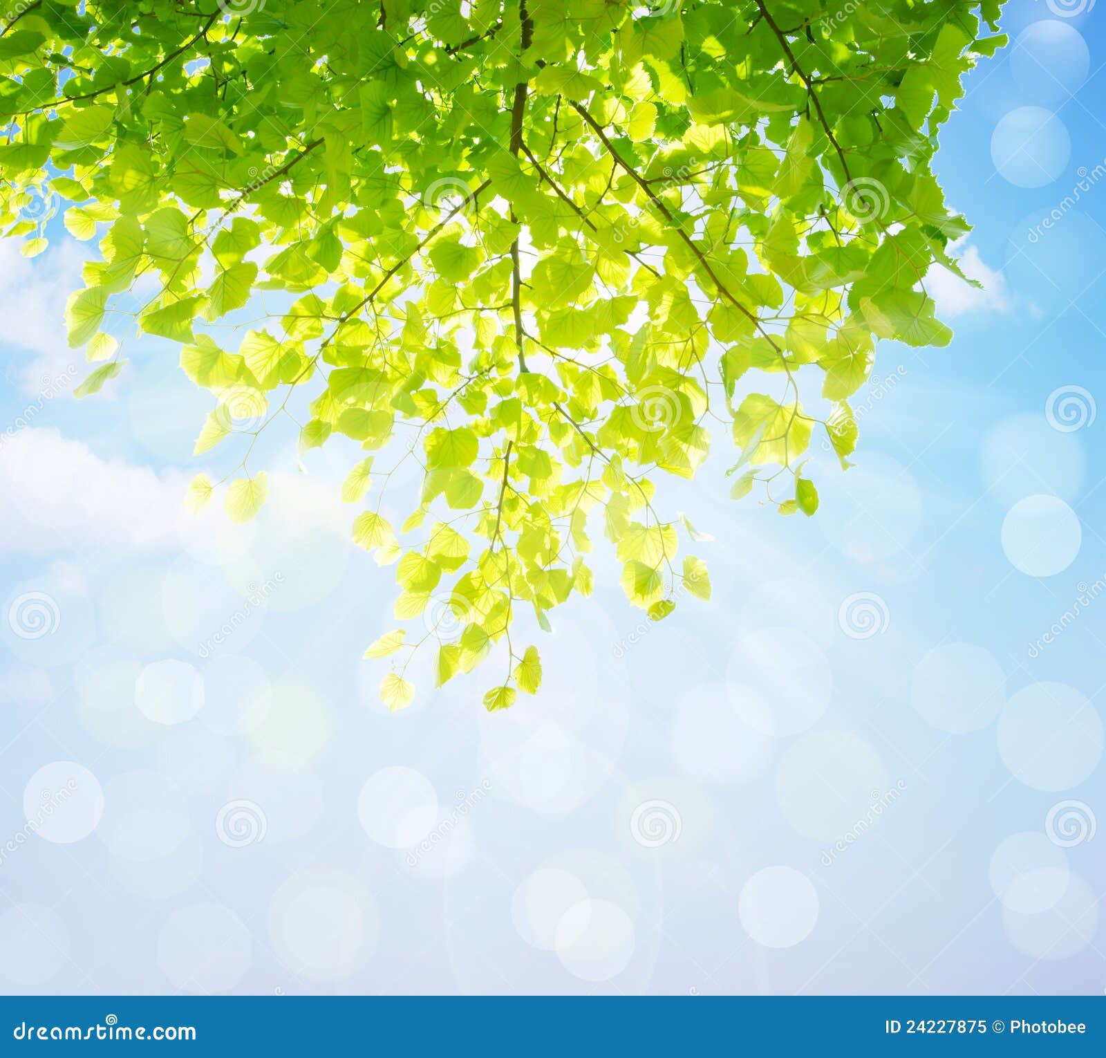 The leaves and the sun stock image. Image of nature, bright - 24227875