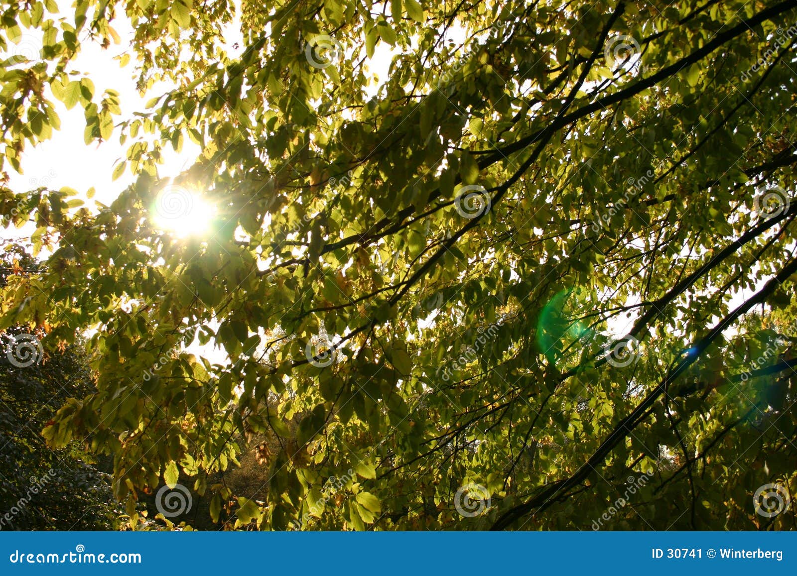 Leaves and sun stock image. Image of nature, tree, leaves - 30741