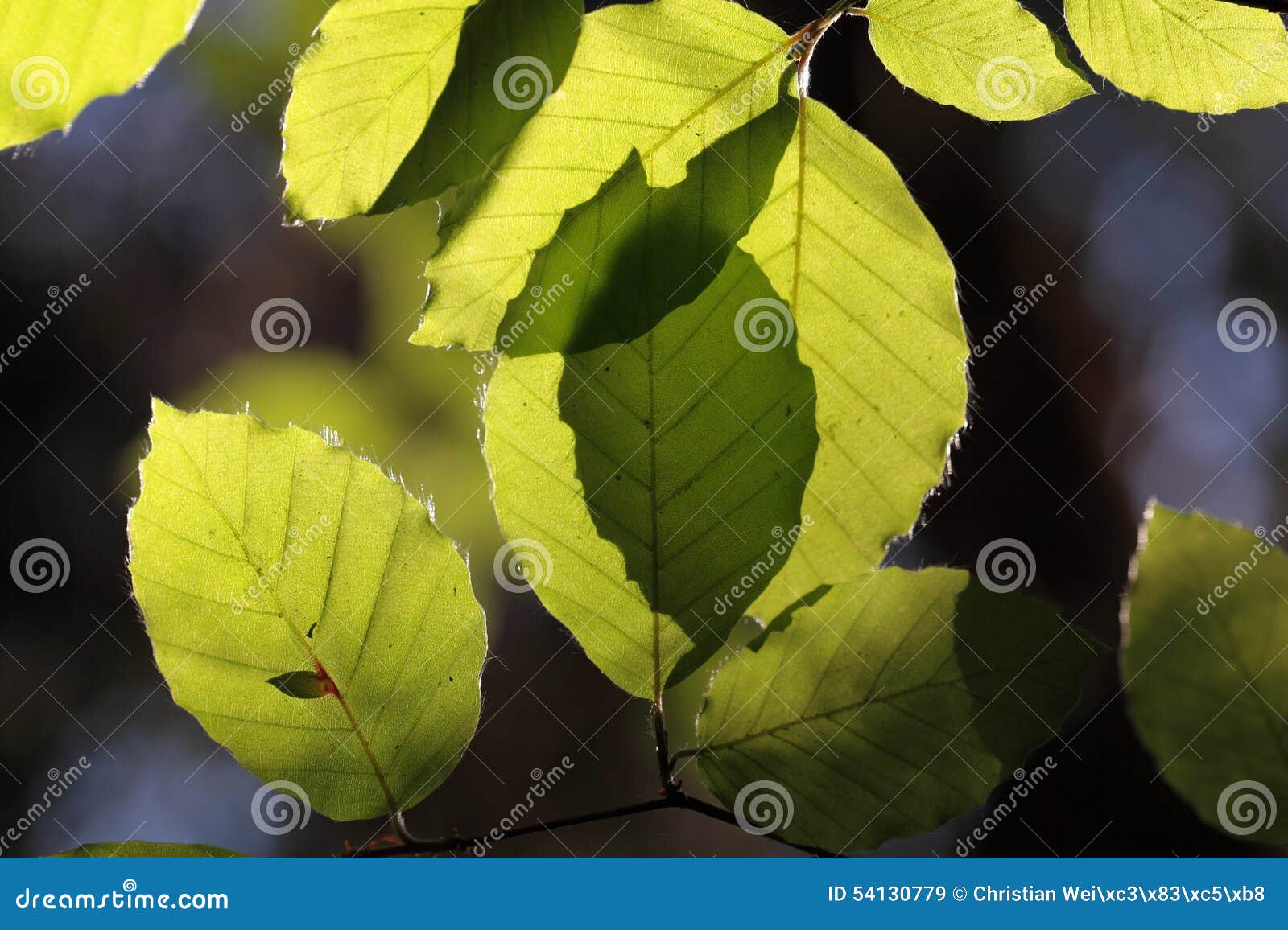 Leaves in the sun stock image. Image of organic, spring - 54130779