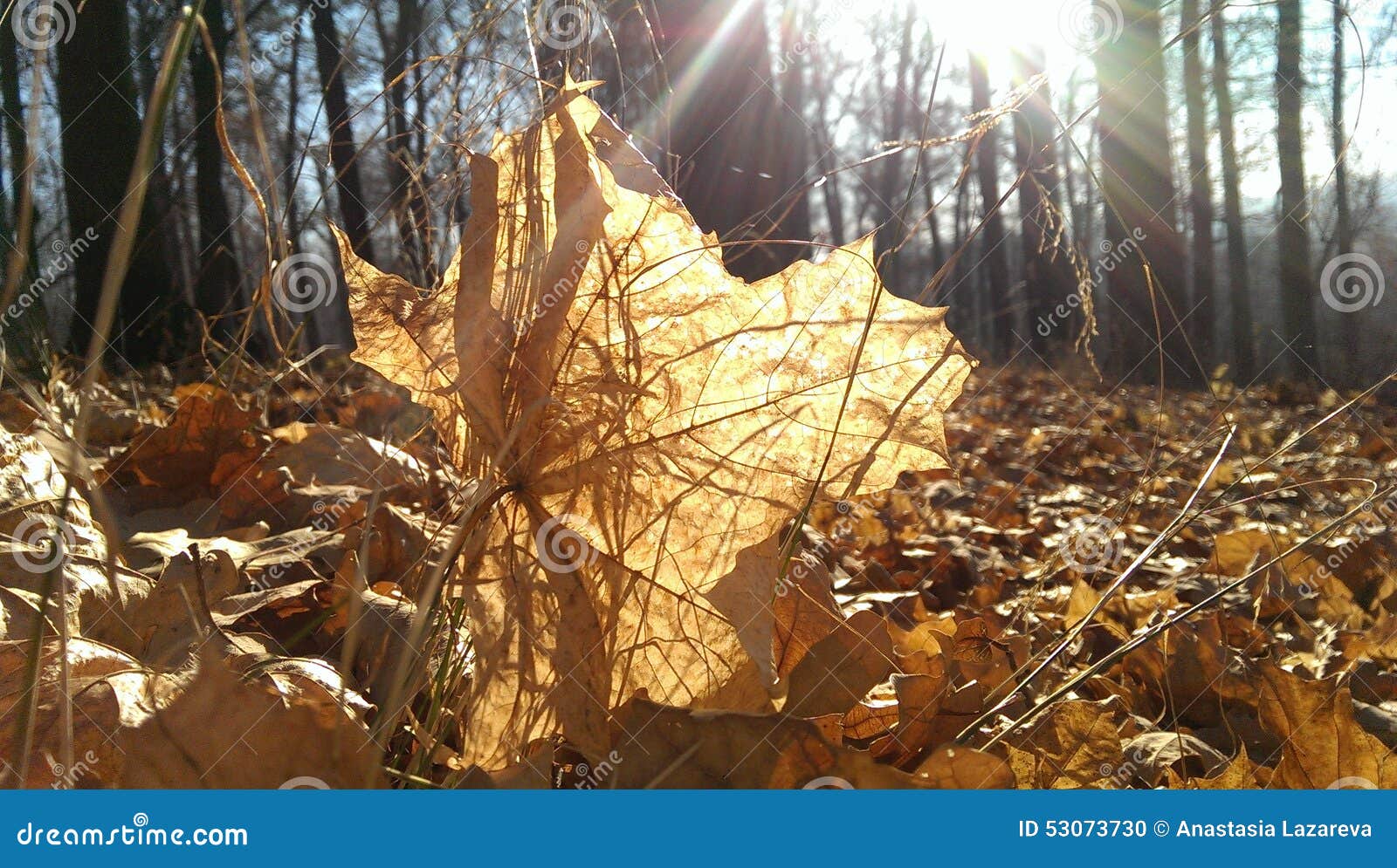 Leaves in the sun stock photo. Image of weather, trees - 53073730