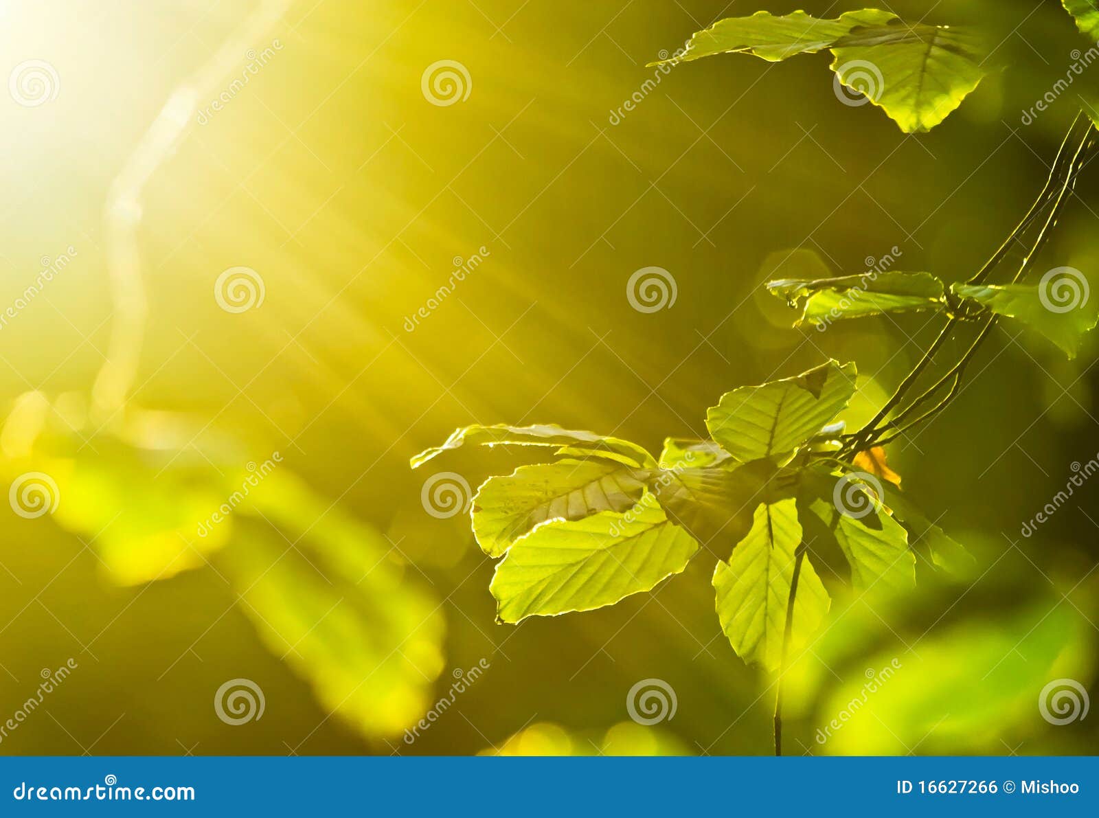 Leaves in sun rays stock photo. Image of rays, park, beautiful - 16627266