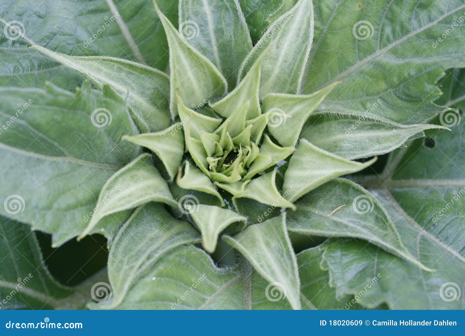 Leaves of sunflower stock image. Image of nature, spring - 18020609