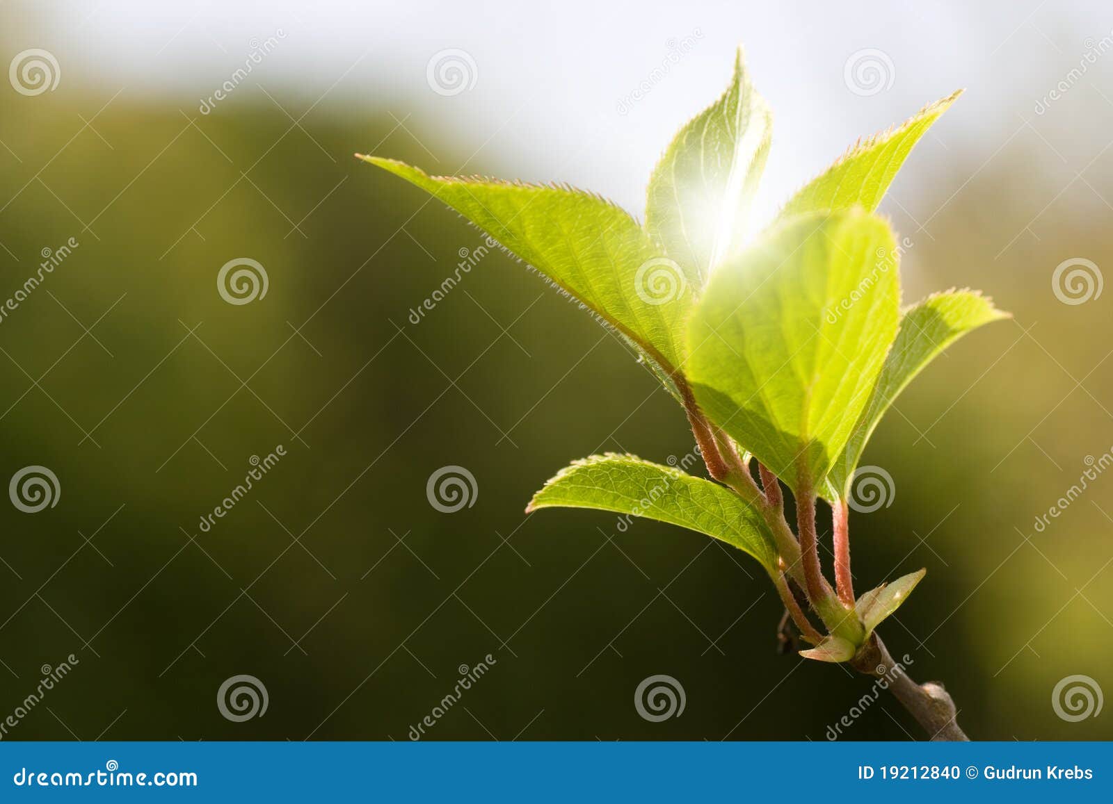 Leaves in sunlight stock photo. Image of branches, meditation - 19212840