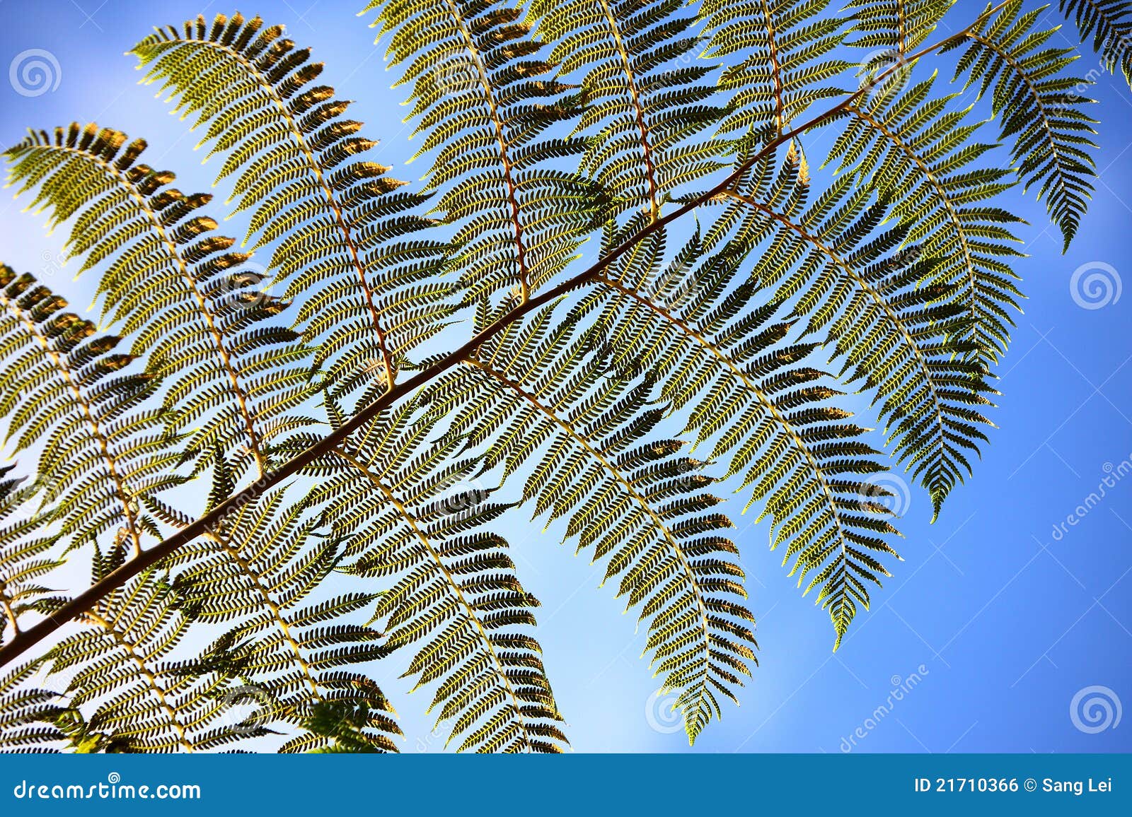 Leaves in sunlight stock photo. Image of plant, leaf - 21710366