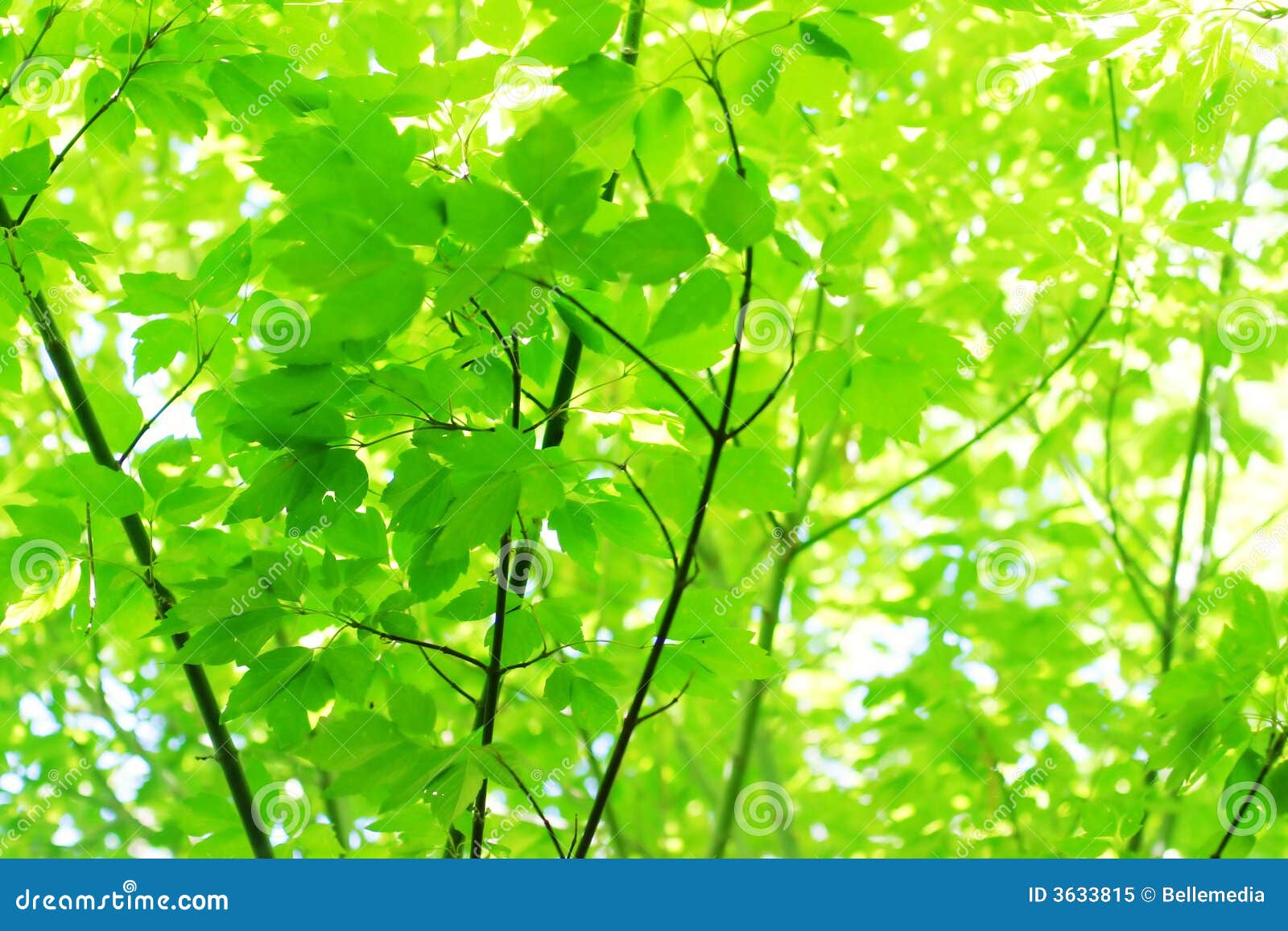 Leaves in sunlight stock image. Image of vibrant, photosynthesis - 3633815