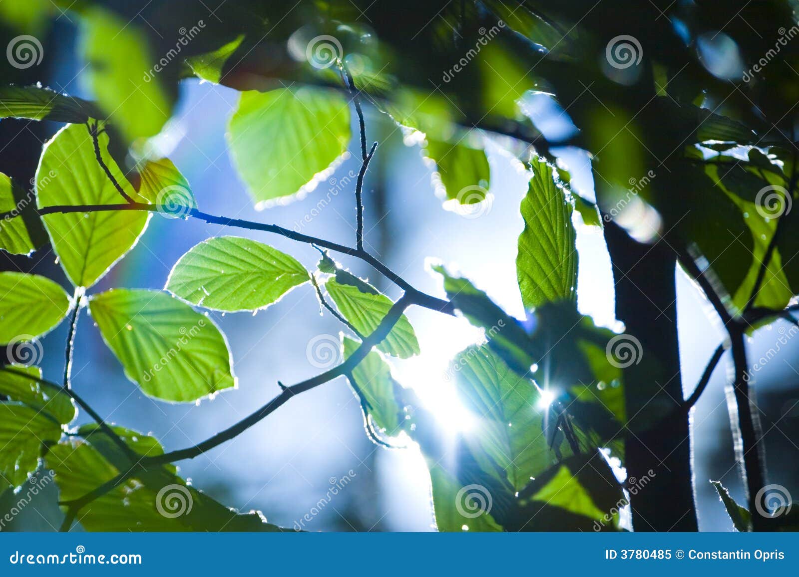 Leaves in sunlight stock image. Image of sunlight, shadows - 3780485