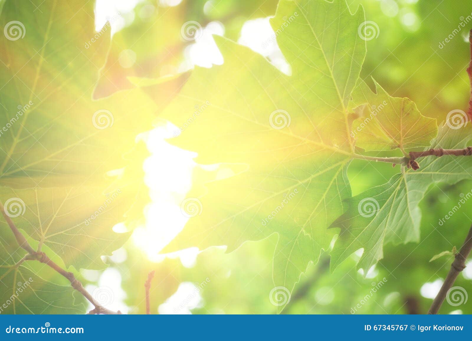 Leaves and sunlight stock image. Image of plant, close - 67345767