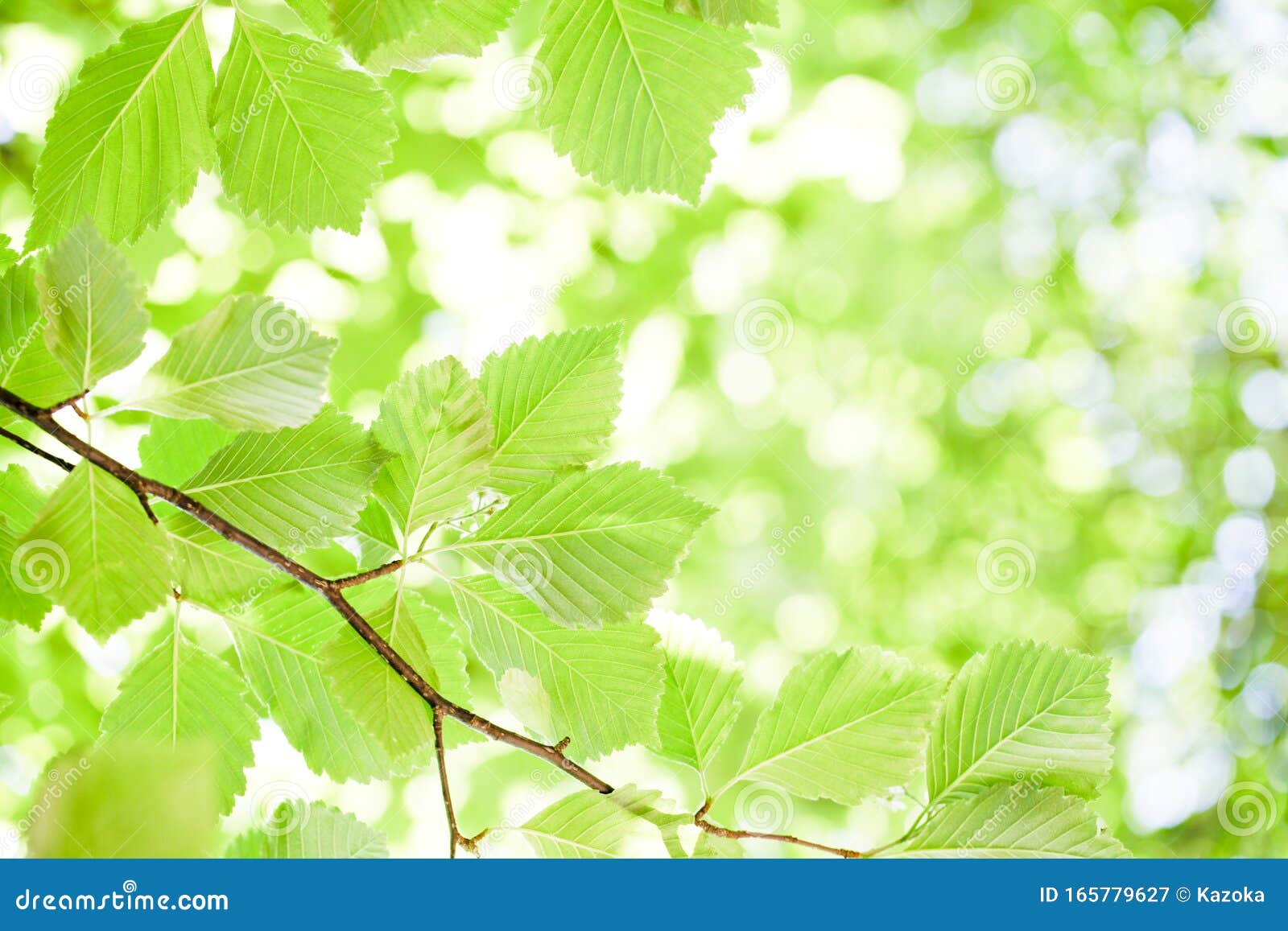 Leaves and Sunlight, Background Stock Image - Image of growth, isolated ...