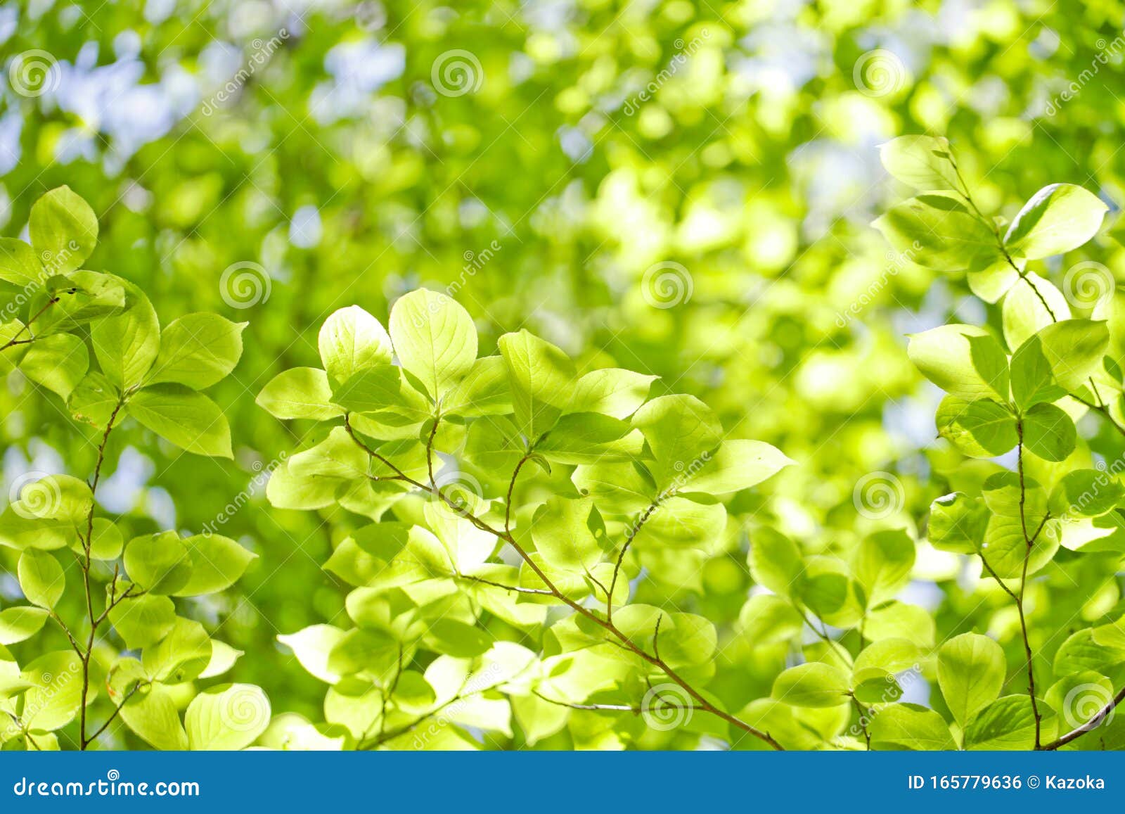 Leaves and Sunlight, Background Stock Photo - Image of isolation ...