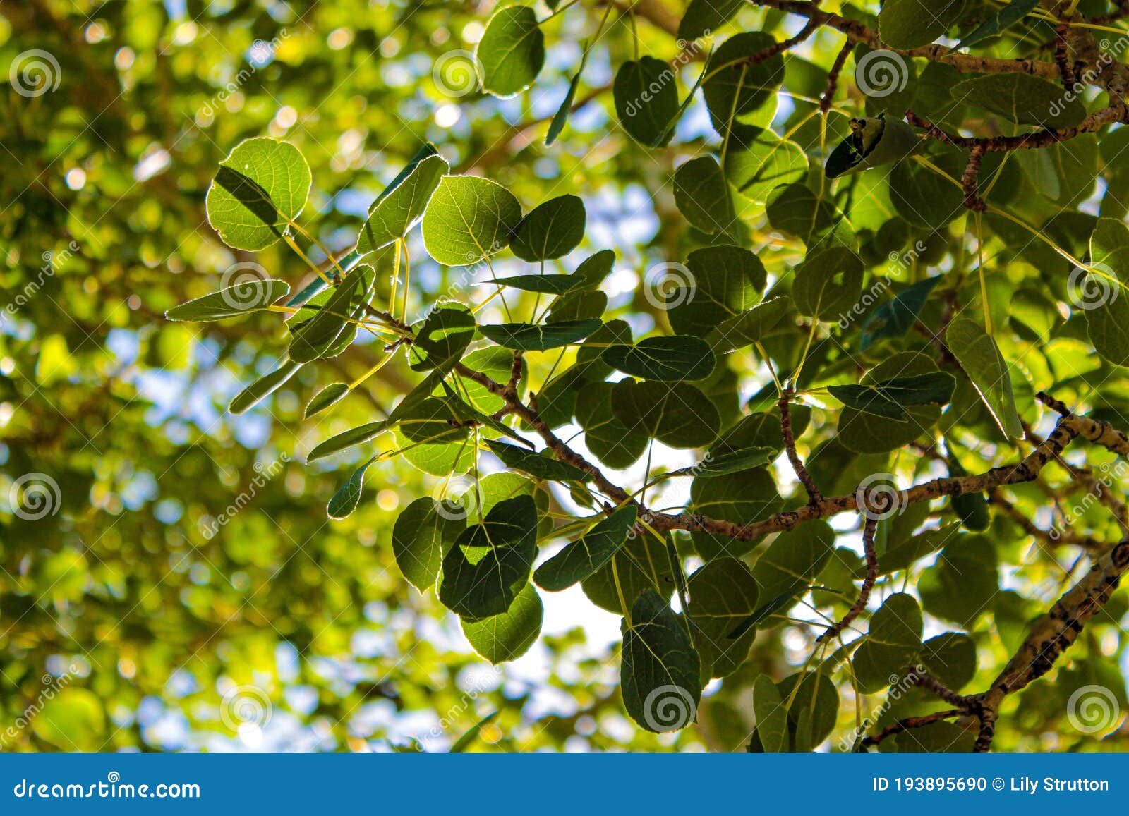 Leaves stock photo. Image of leaves, sunlight, exposure - 193895690