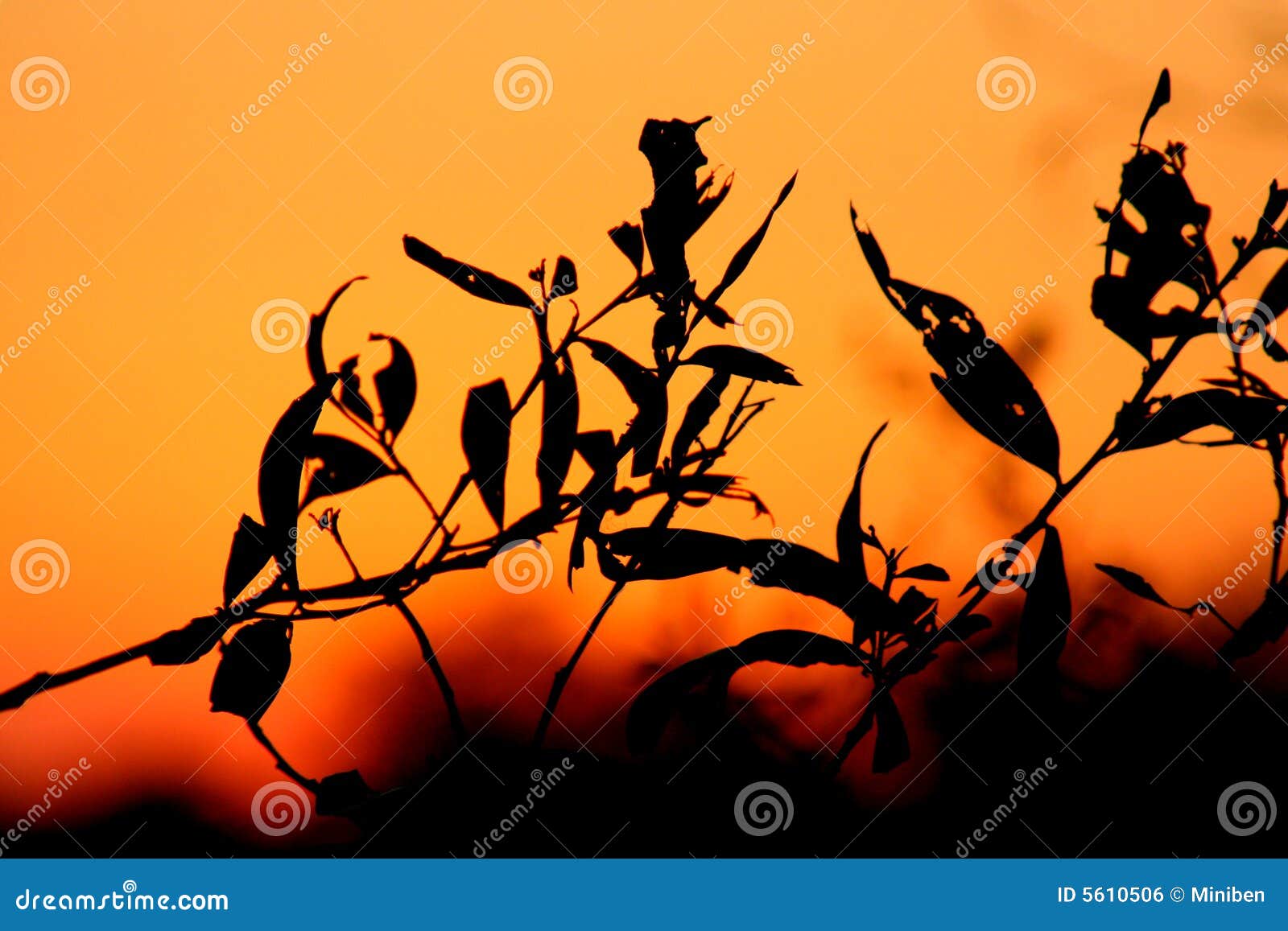 Leaves at sunset stock photo. Image of foliage, leaves - 5610506