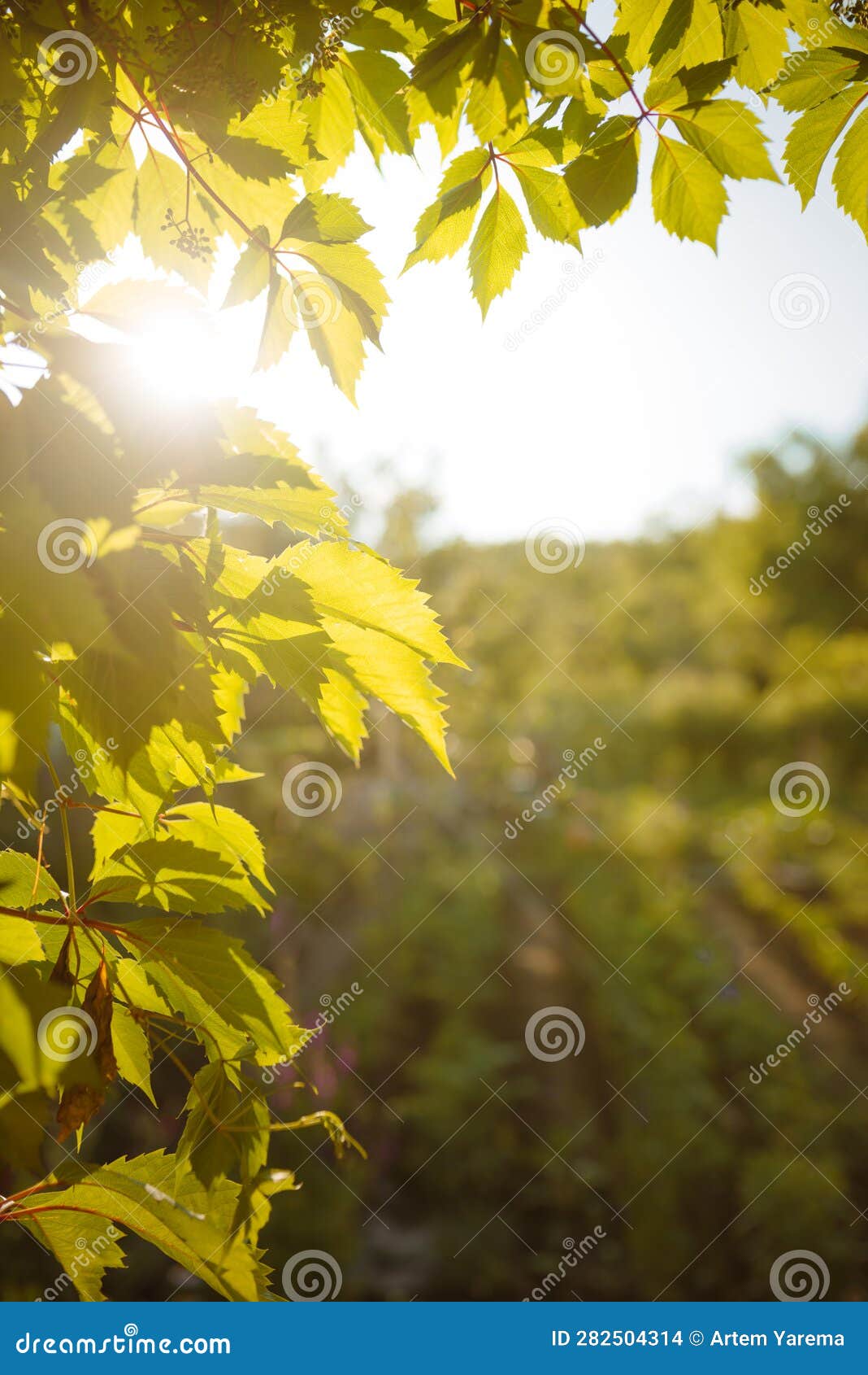 Leaves in the Sunset, an Arch of Leaves Stock Photo - Image of leaves ...